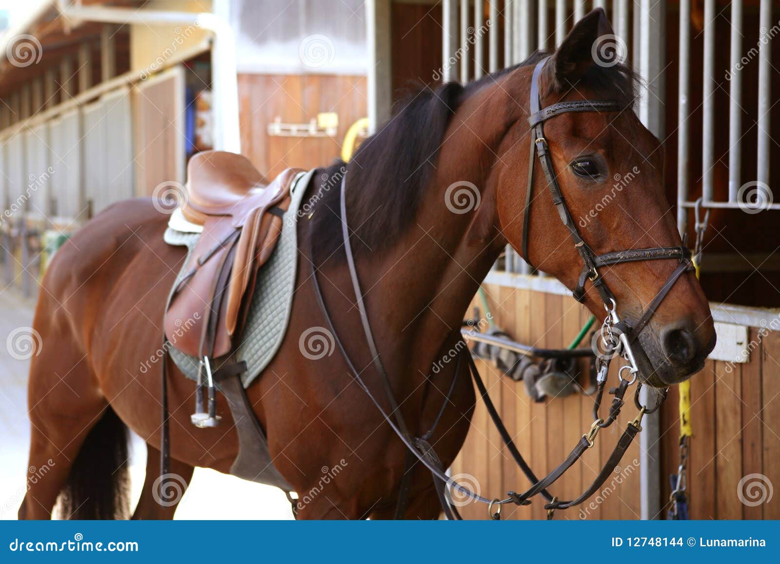Cavallo Del Brown Con La Sella E Le Redini Fotografia Stock - Immagine ...