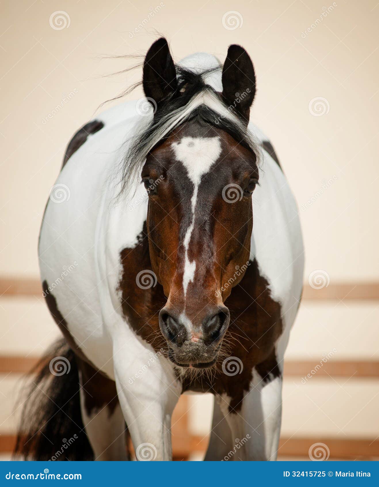 Cavallo del pinto immagine stock. Immagine di equestre - 32415725