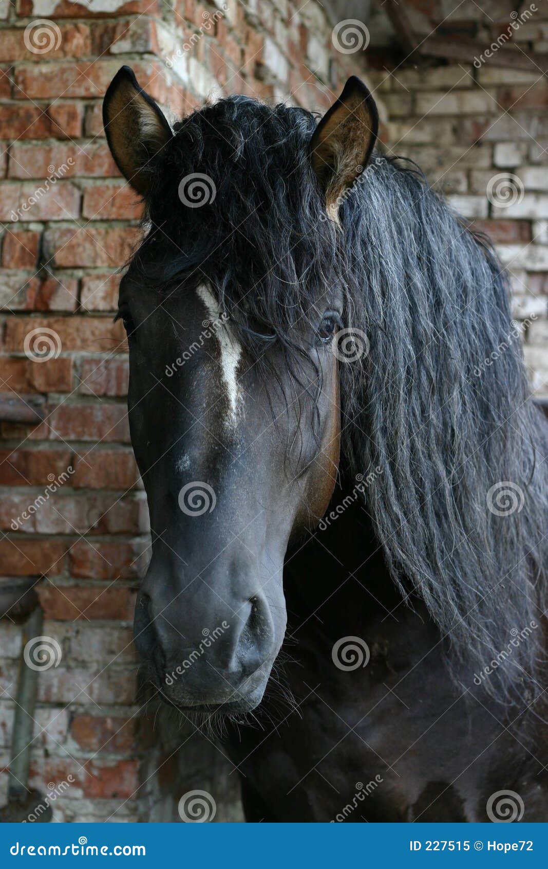 Cavallo Di Contea Russo Nero Immagine Stock - Immagine di naso, mattone ...