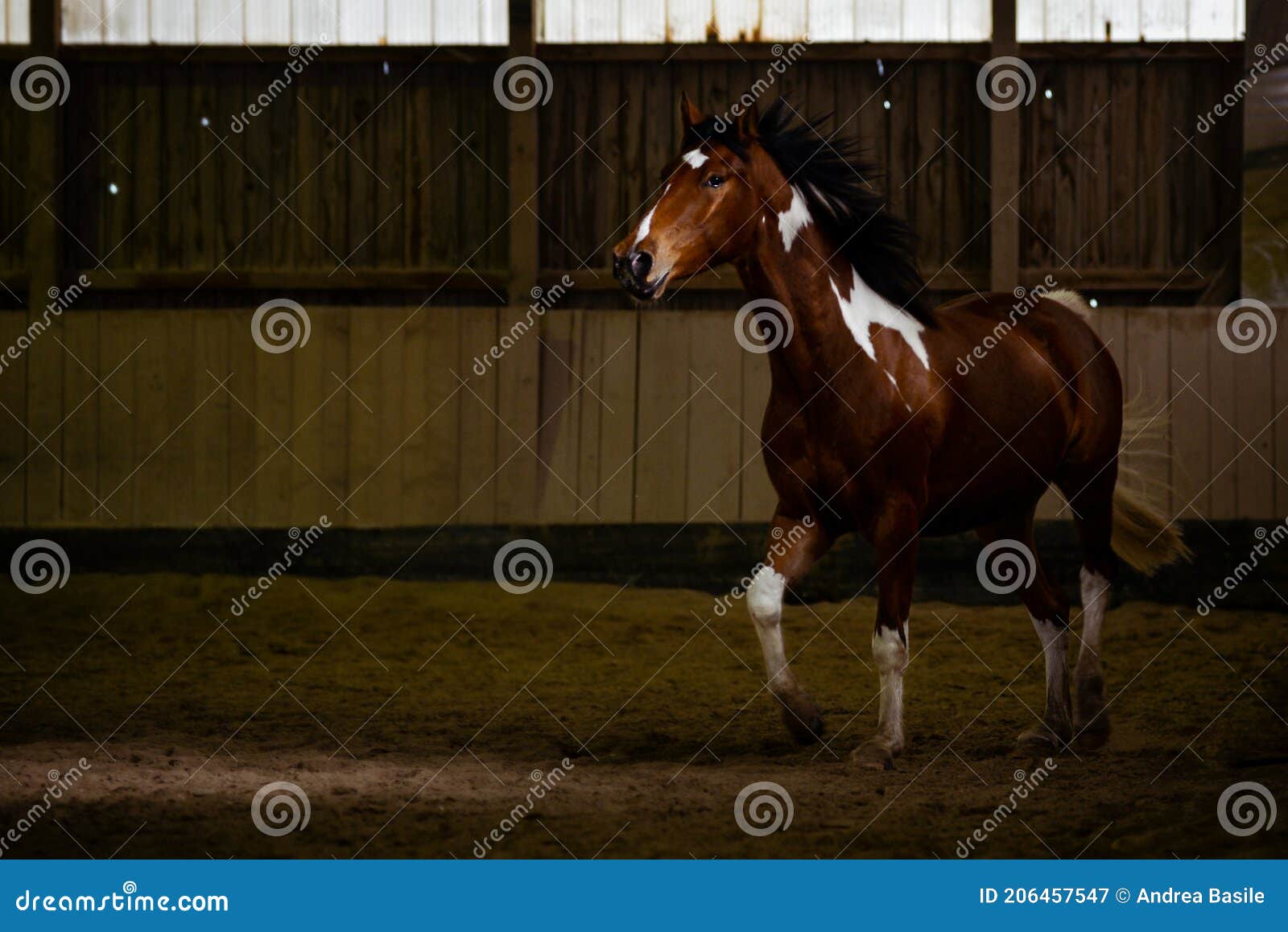 Cavallo di razza immagine stock. Immagine di stabile - 206457547