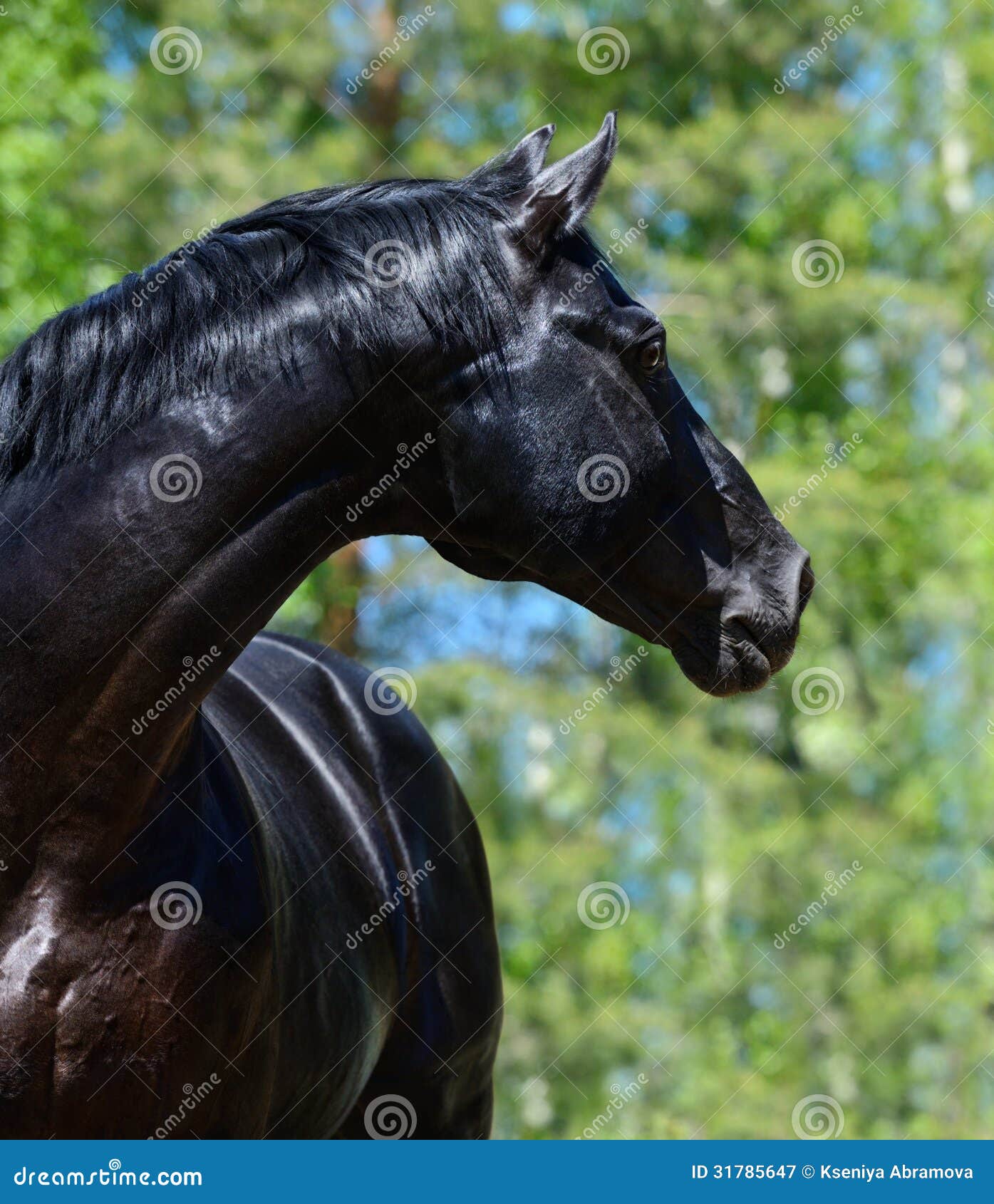 Cavallo di razza nero immagine stock. Immagine di nero - 31785647