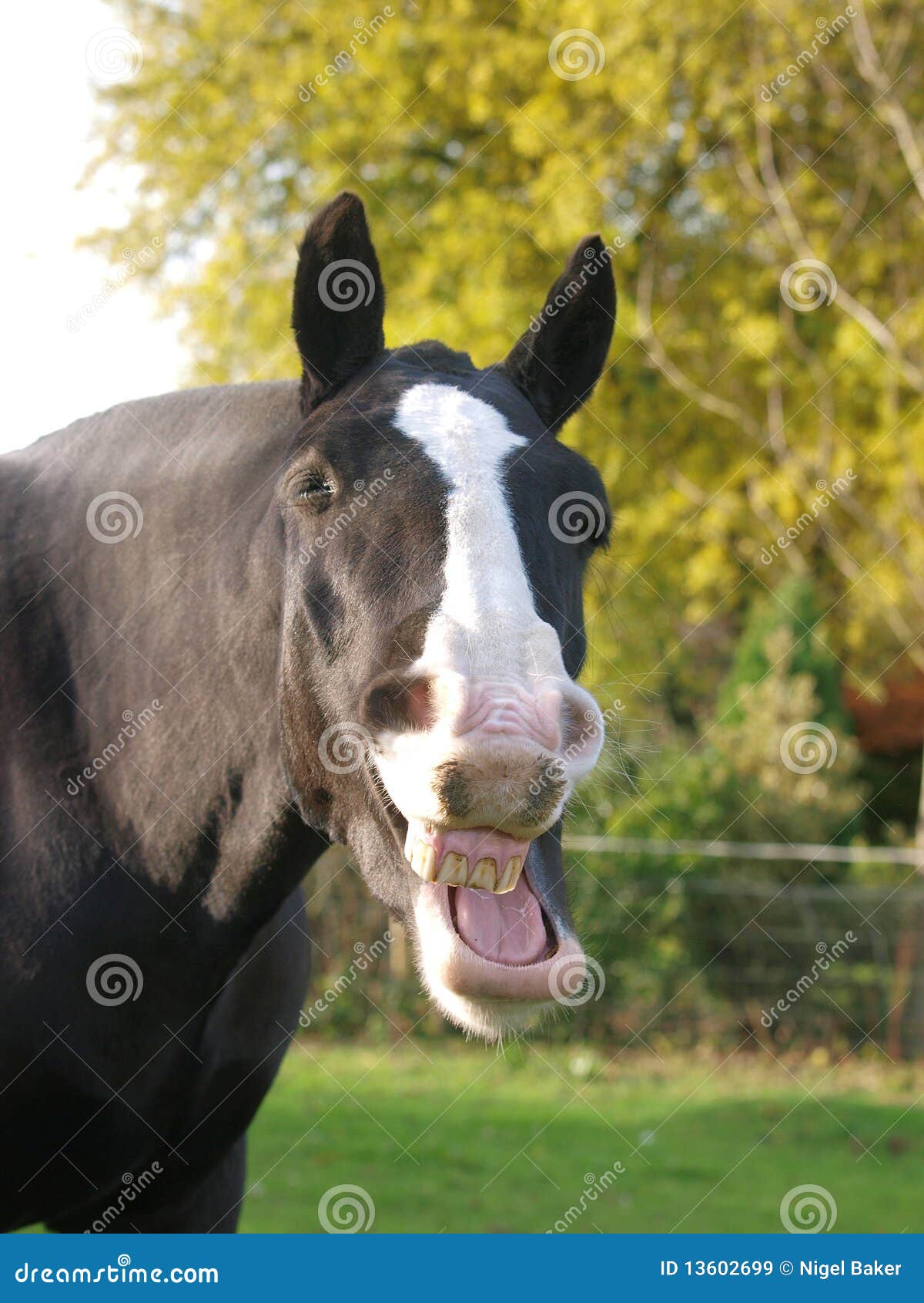 Cavallo di risata immagine stock. Immagine di divertimento - 13602699