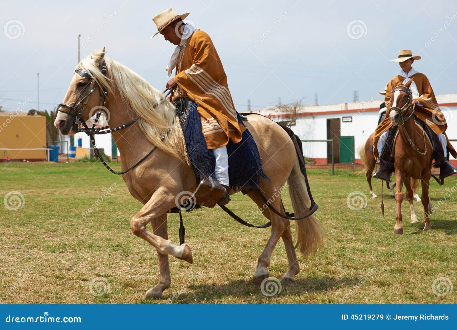 Cavallo E Cavaliere Di Paso Immagine Stock Editoriale - Immagine di ...