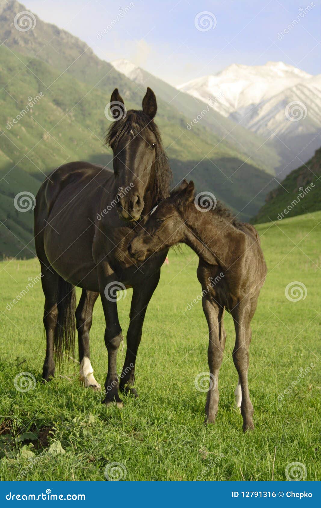 Cavallo e puledro fotografia stock. Immagine di aperto - 12791316