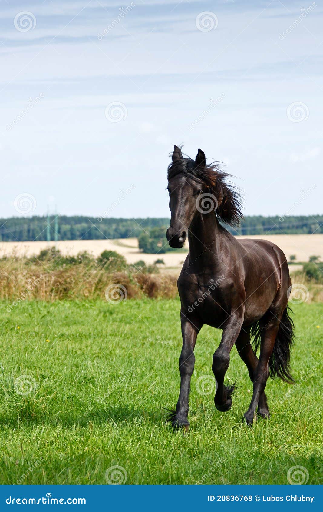 Cavallo frisone fotografia stock. Immagine di colore - 20836768