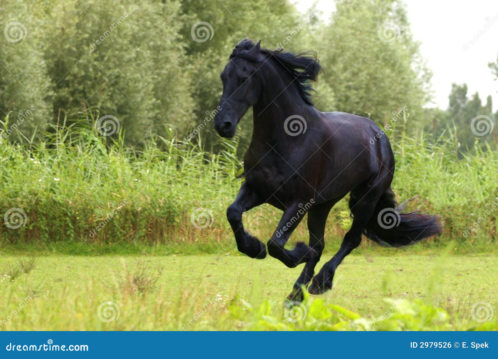 Cavallo frisone fotografia stock. Immagine di stallone - 2979526