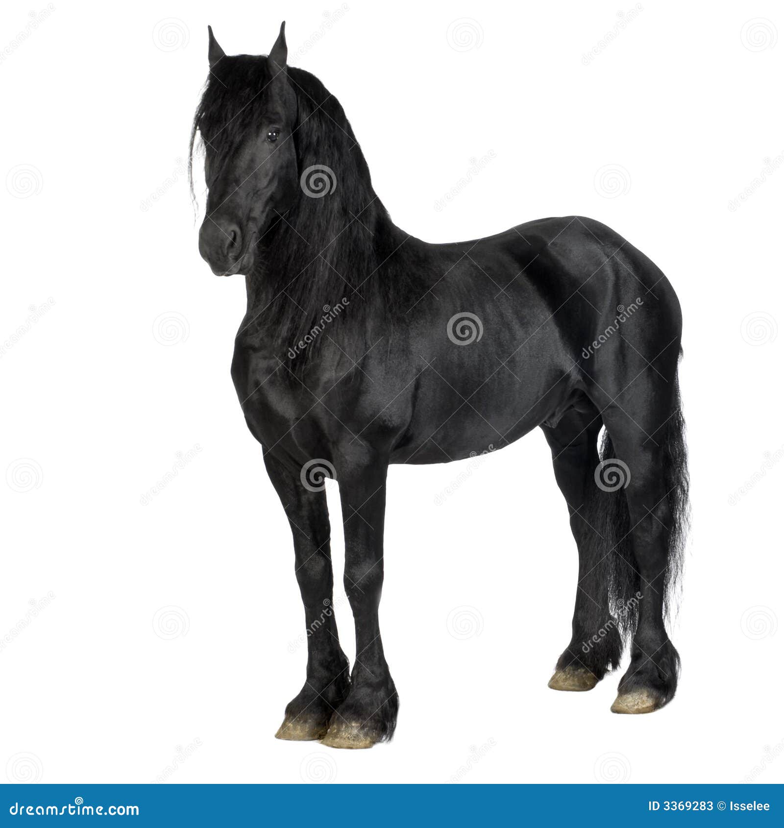Cavallo frisone immagine stock. Immagine di nazionale - 3369283
