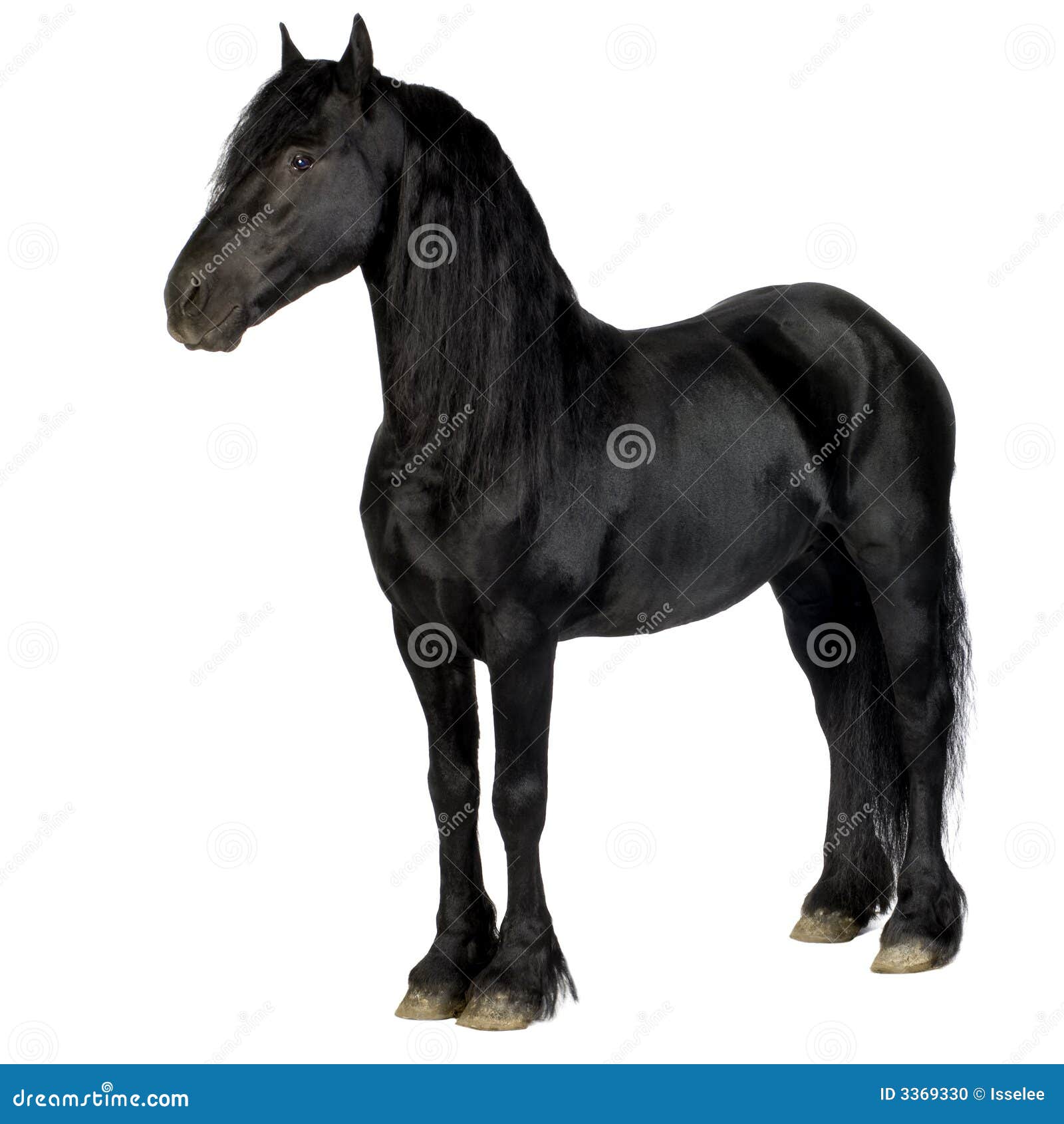 Cavallo frisone fotografia stock. Immagine di bestiami - 3369330