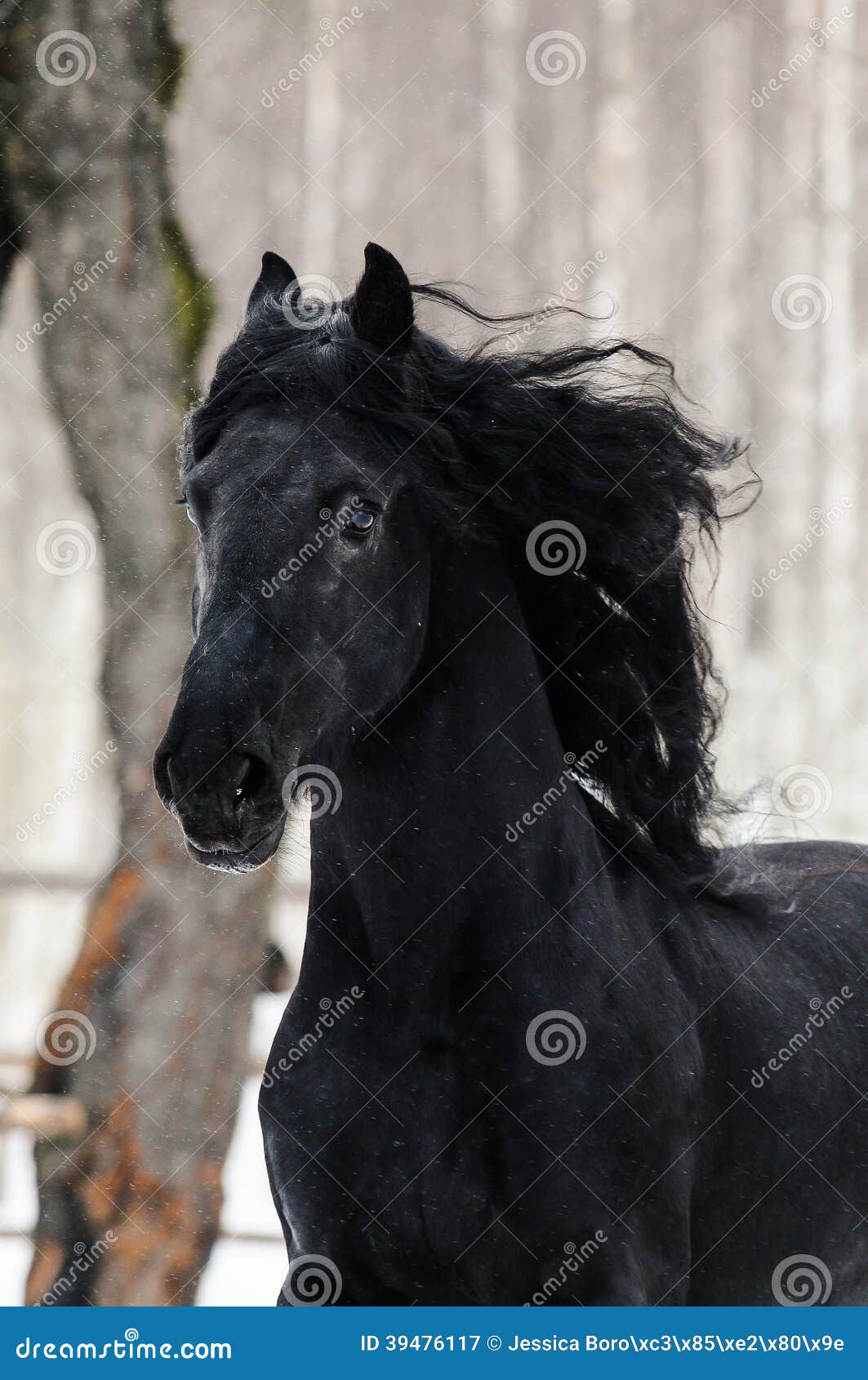 Cavallo frisone immagine stock. Immagine di inverno, forte - 39476117