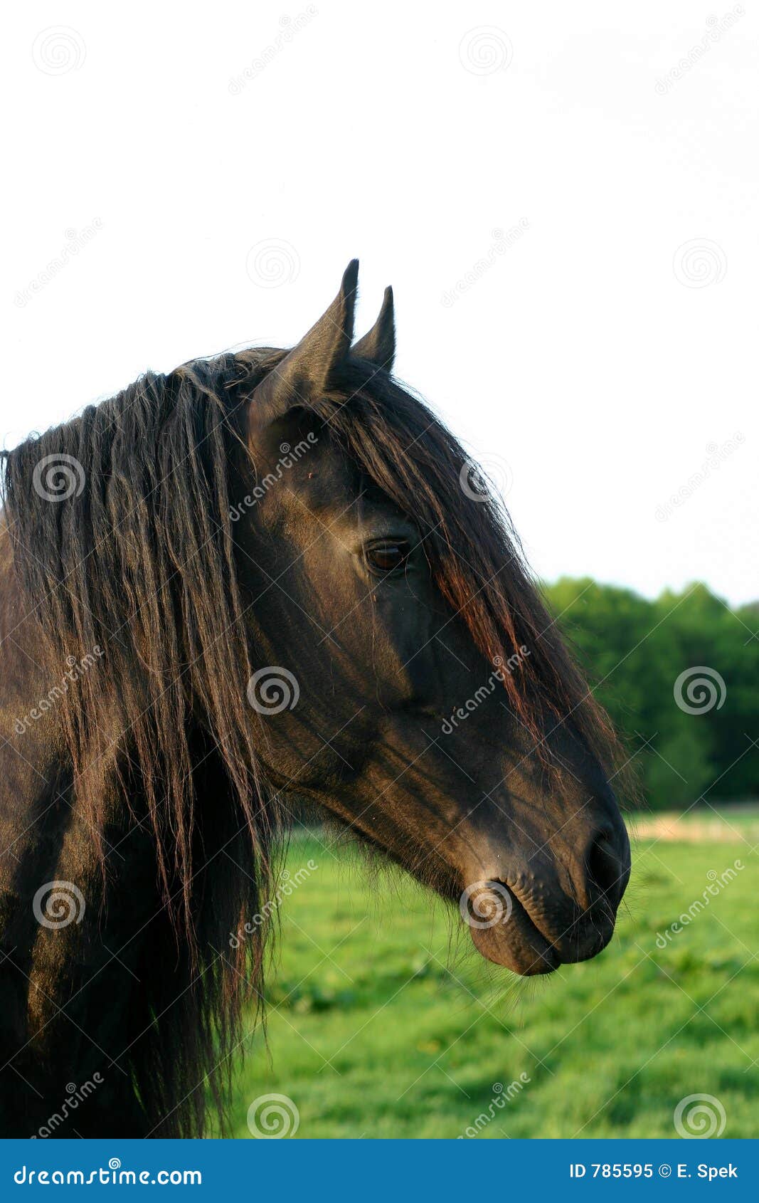 Cavallo frisone immagine stock. Immagine di equestre, stagnaio - 785595