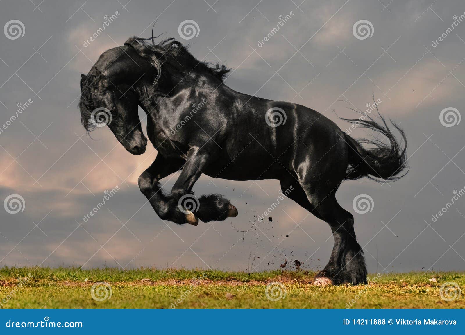 Cavallo frisone nero fotografia stock. Immagine di attivo - 14211888
