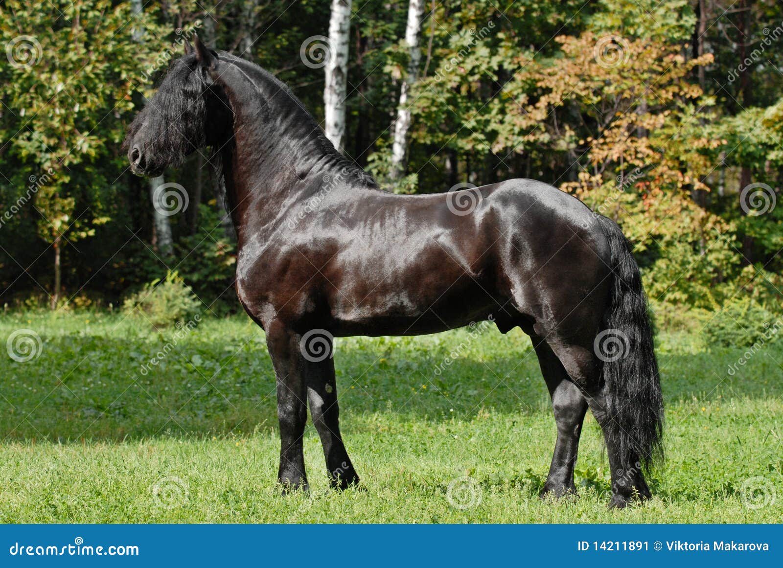 Cavallo frisone nero immagine stock. Immagine di mane - 14211891