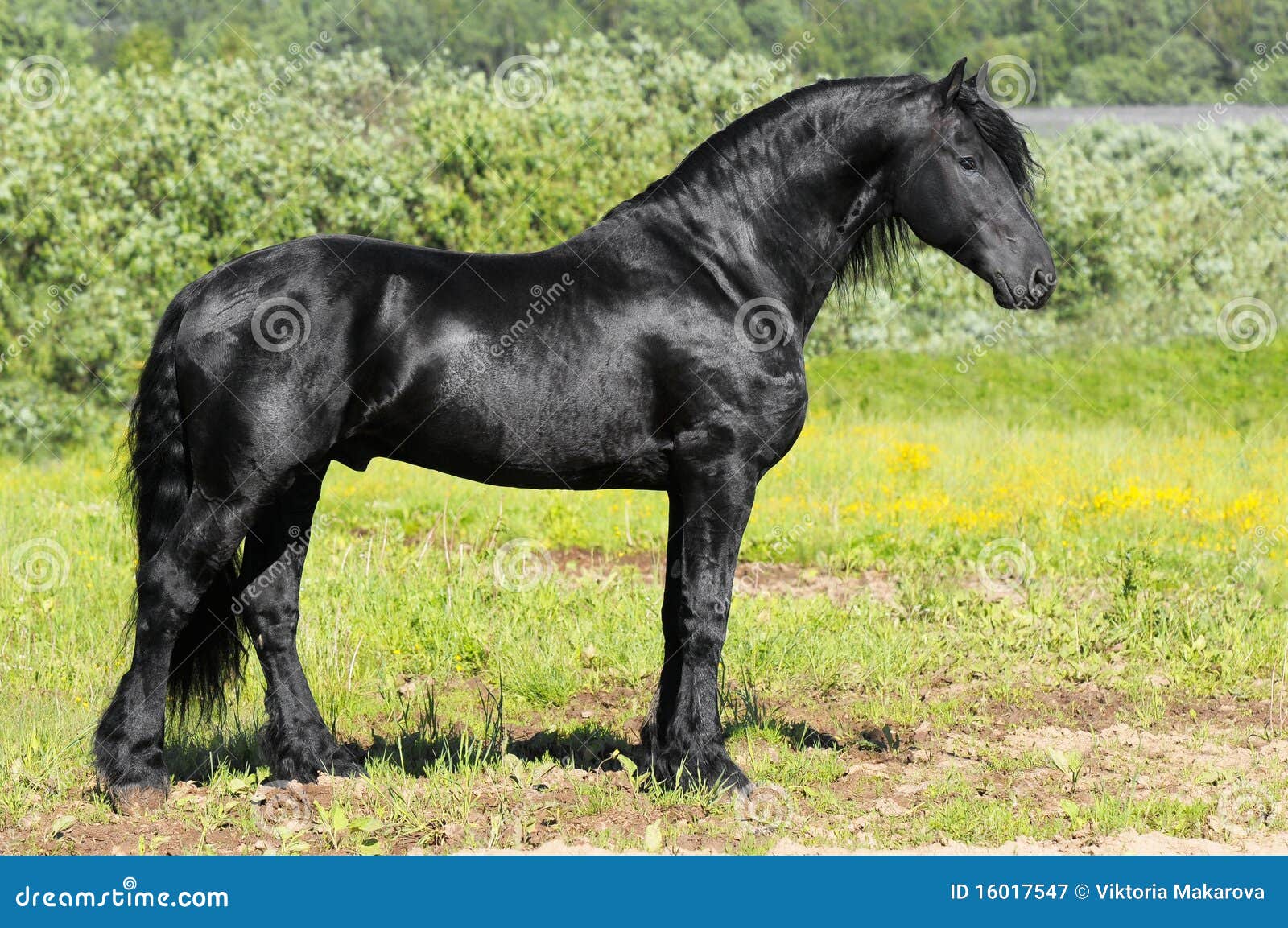 Cavallo frisone nero immagine stock. Immagine di nazionale - 16017547