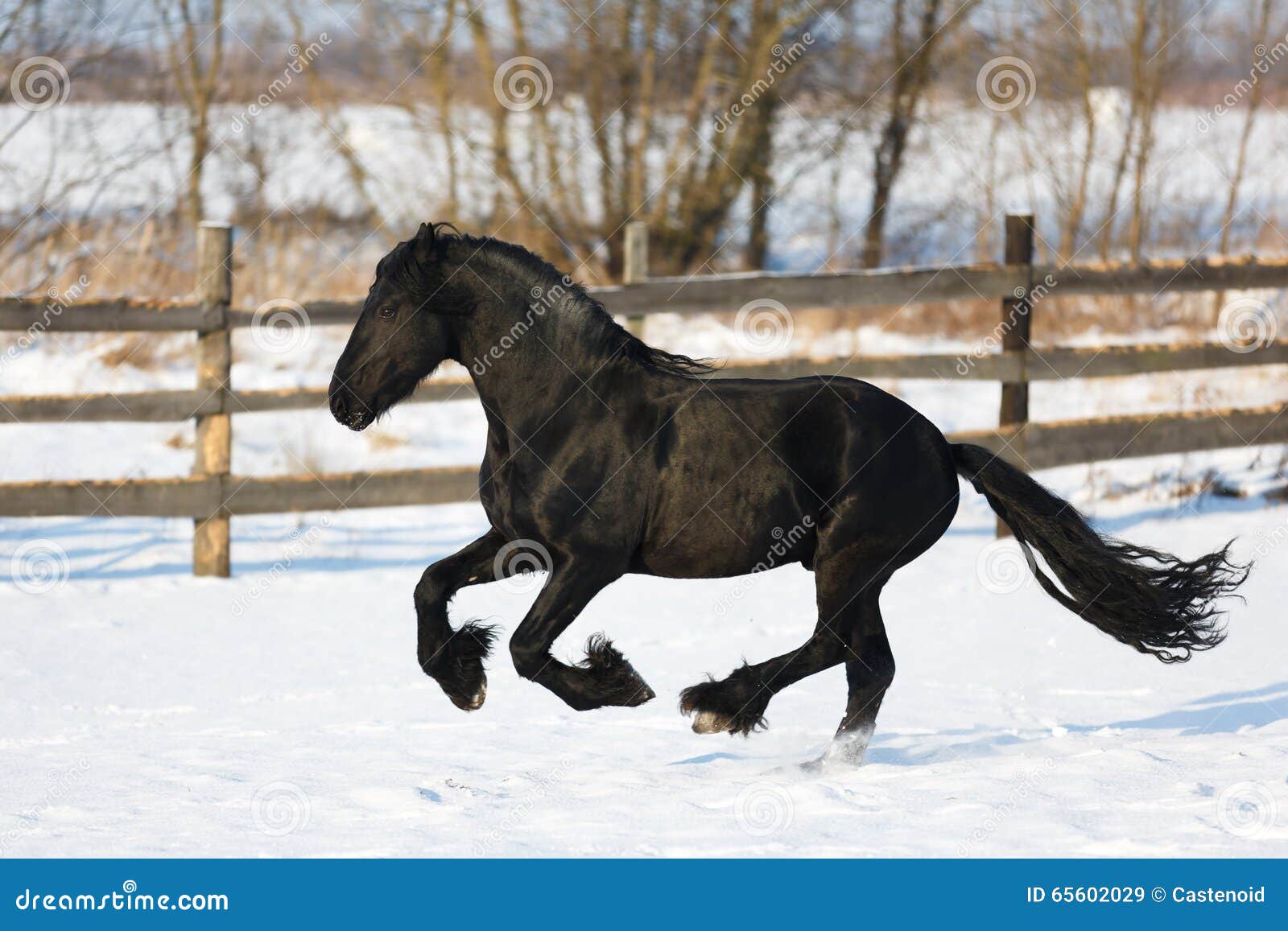 Cavallo Frisone Nero Nell'inverno Immagine Stock - Immagine di esterno ...