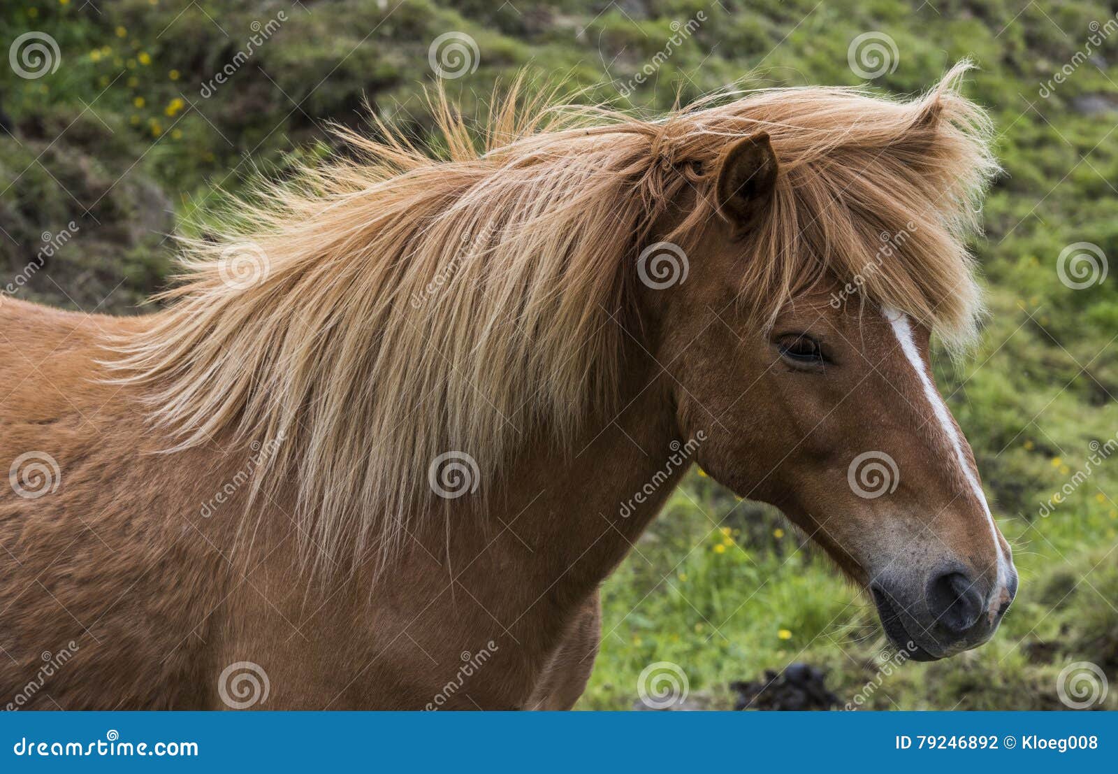 Cavallo Islandese Con Le Criniere Fotografia Stock - Immagine di ...
