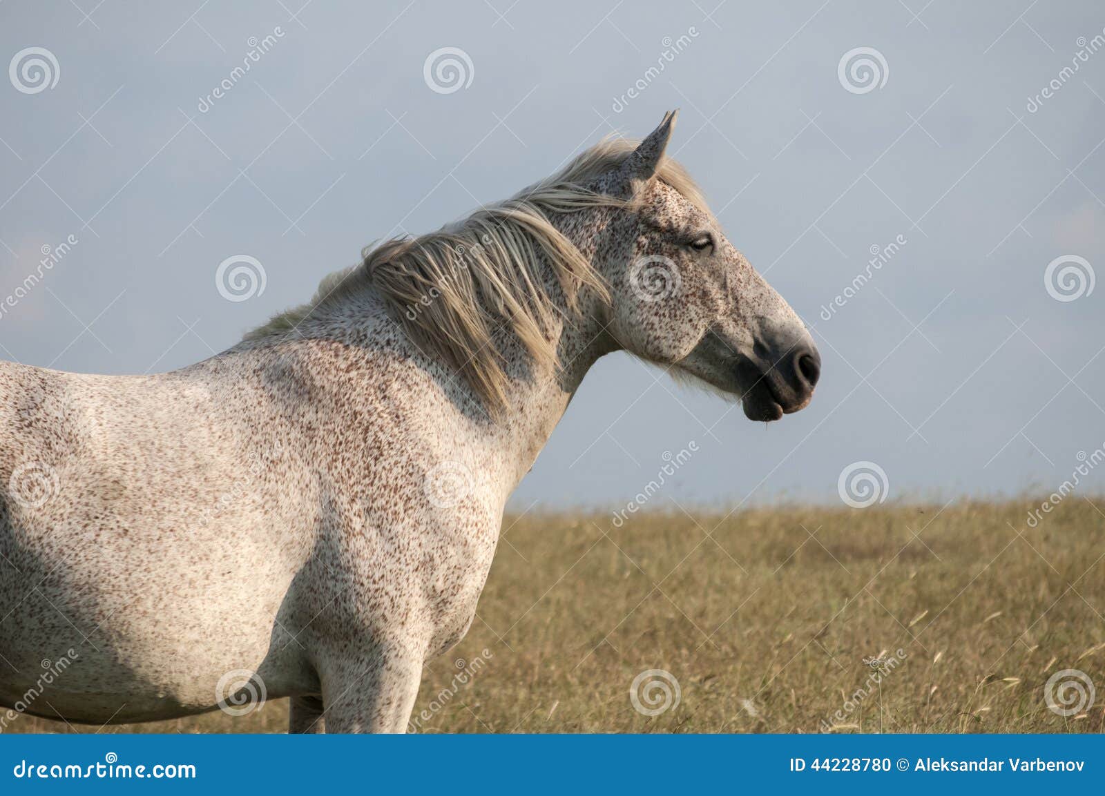 Cavallo macchiato fotografia stock. Immagine di mammifero - 44228780