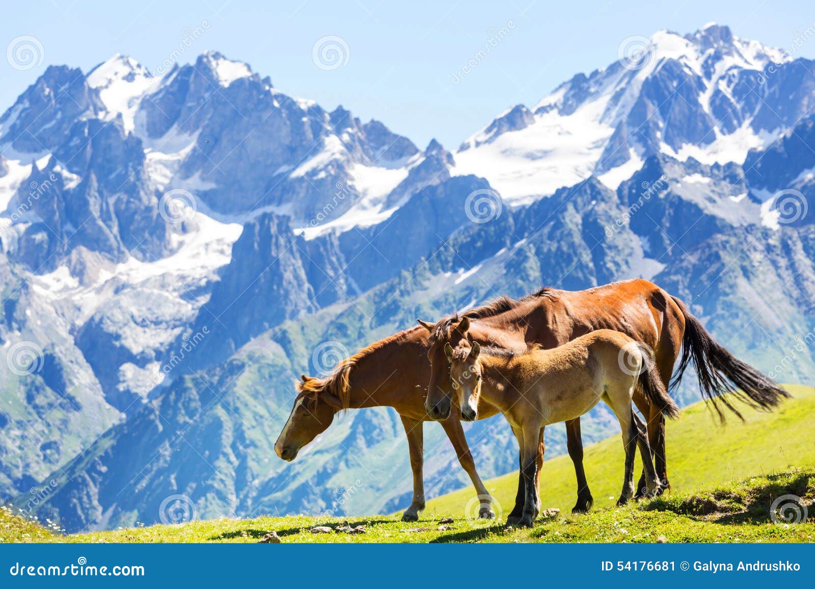 Cavallo in montagne immagine stock. Immagine di vitello - 54176681