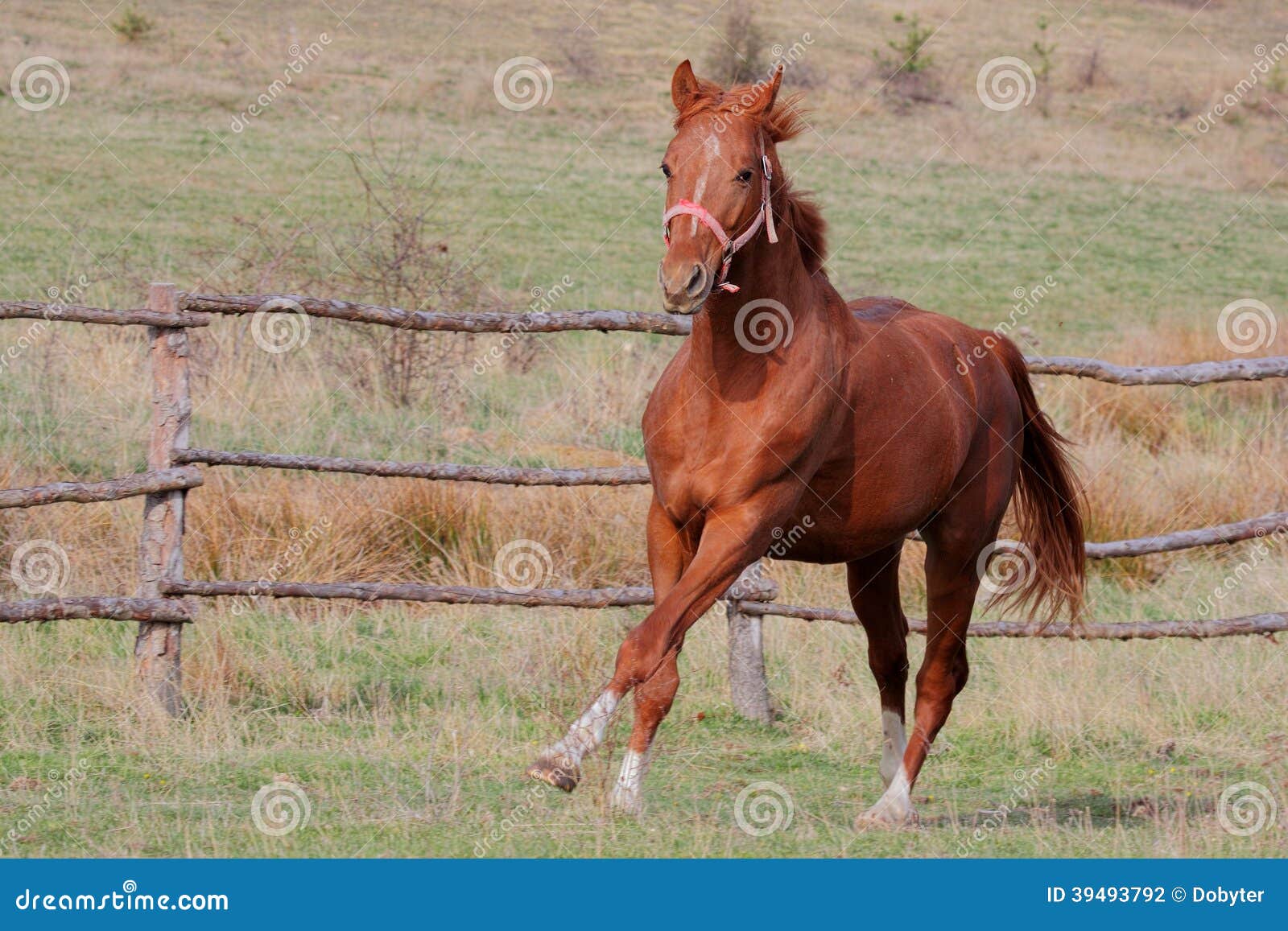 Cavallo rosso. fotografia stock. Immagine di libertà - 39493792