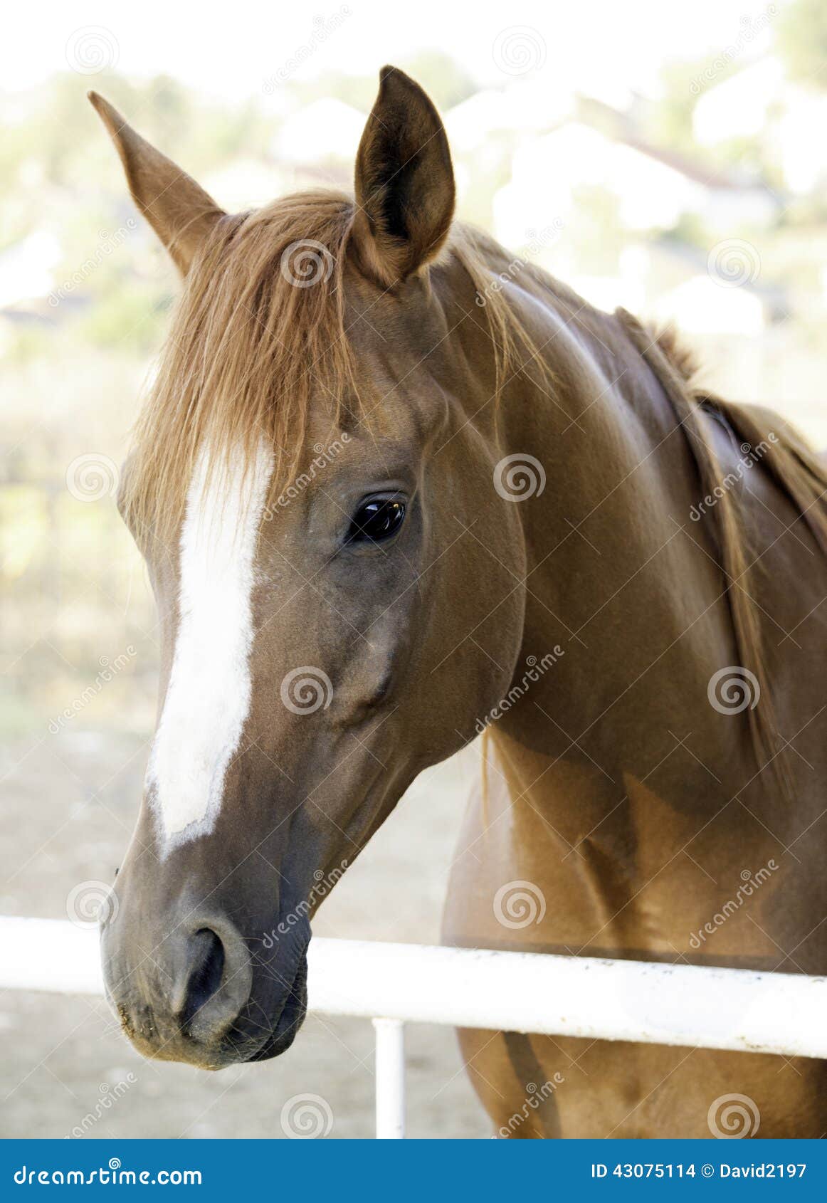 Cavallo rosso fotografia stock. Immagine di stabile, colazione - 43075114