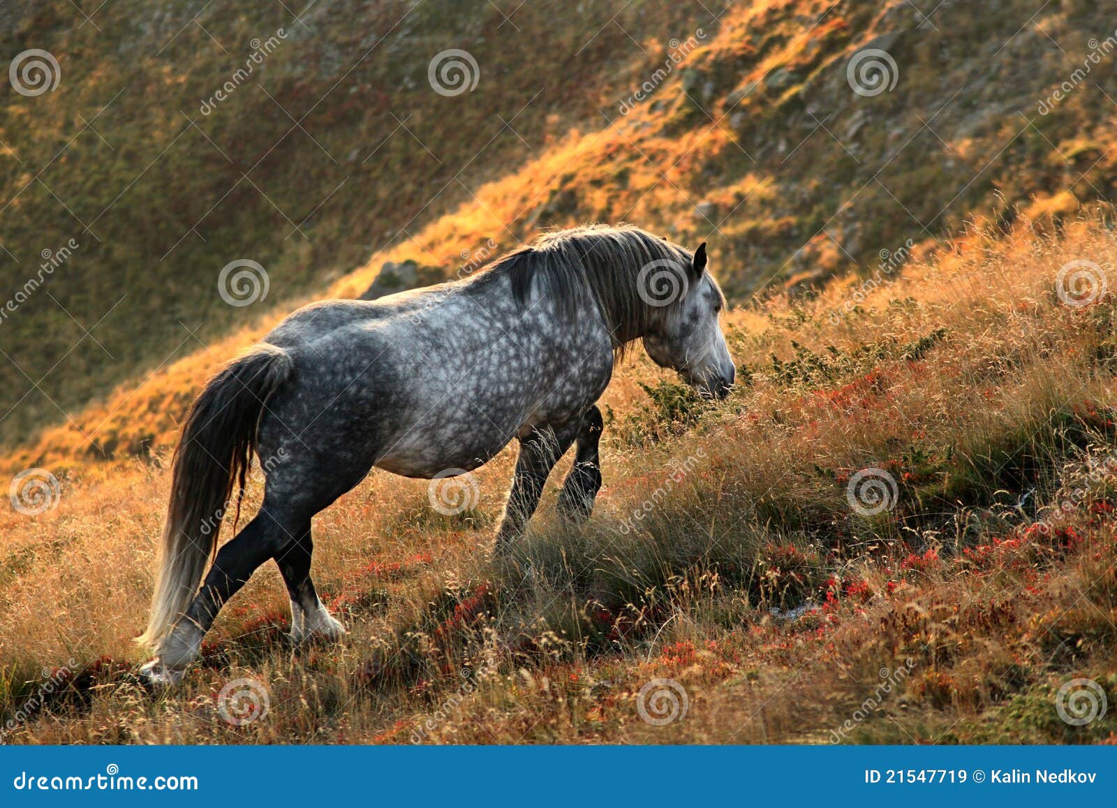 Cavallo selvaggio immagine stock. Immagine di paesaggio - 21547719