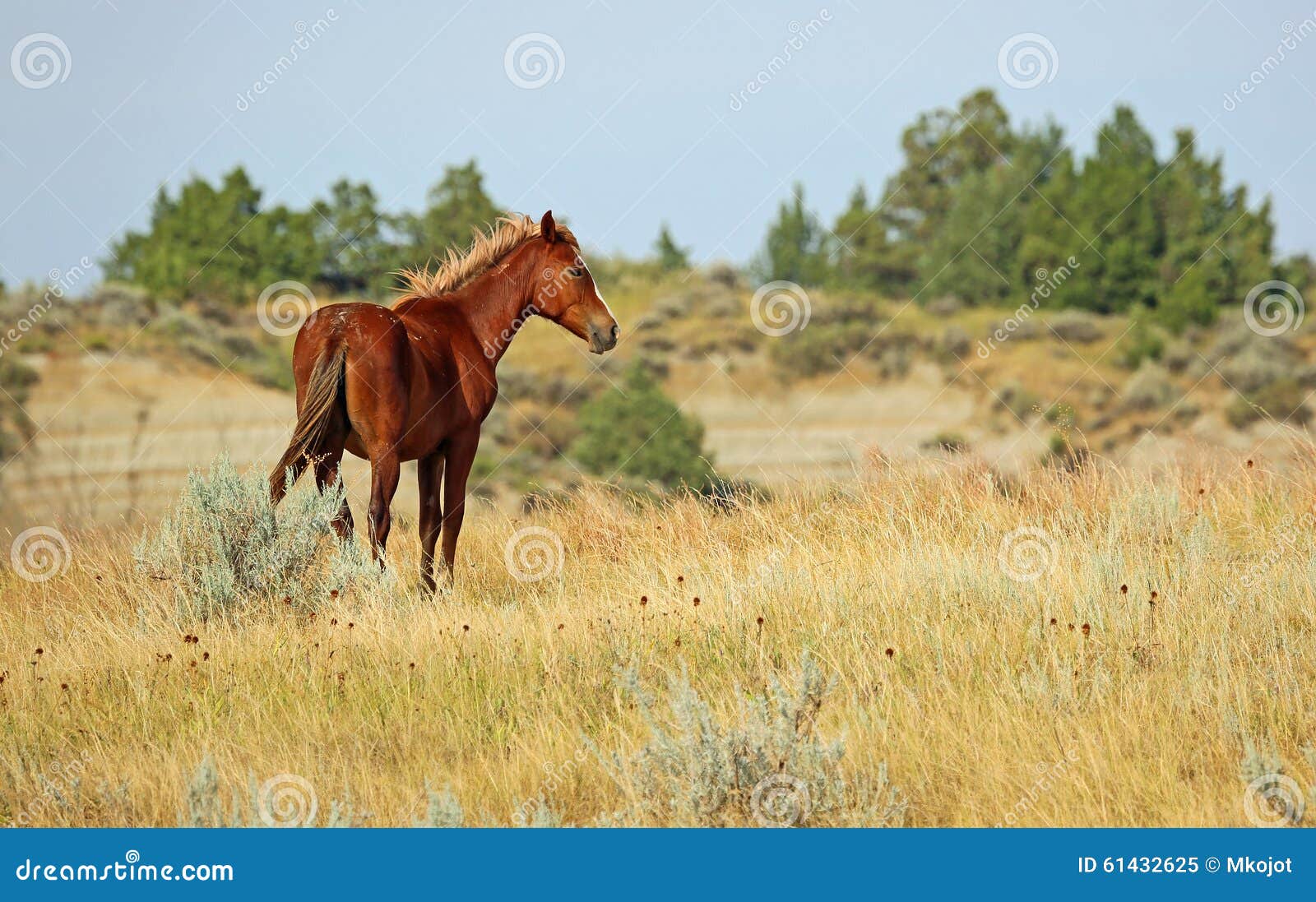 Cavallo selvaggio immagine stock. Immagine di bellezza - 61432625