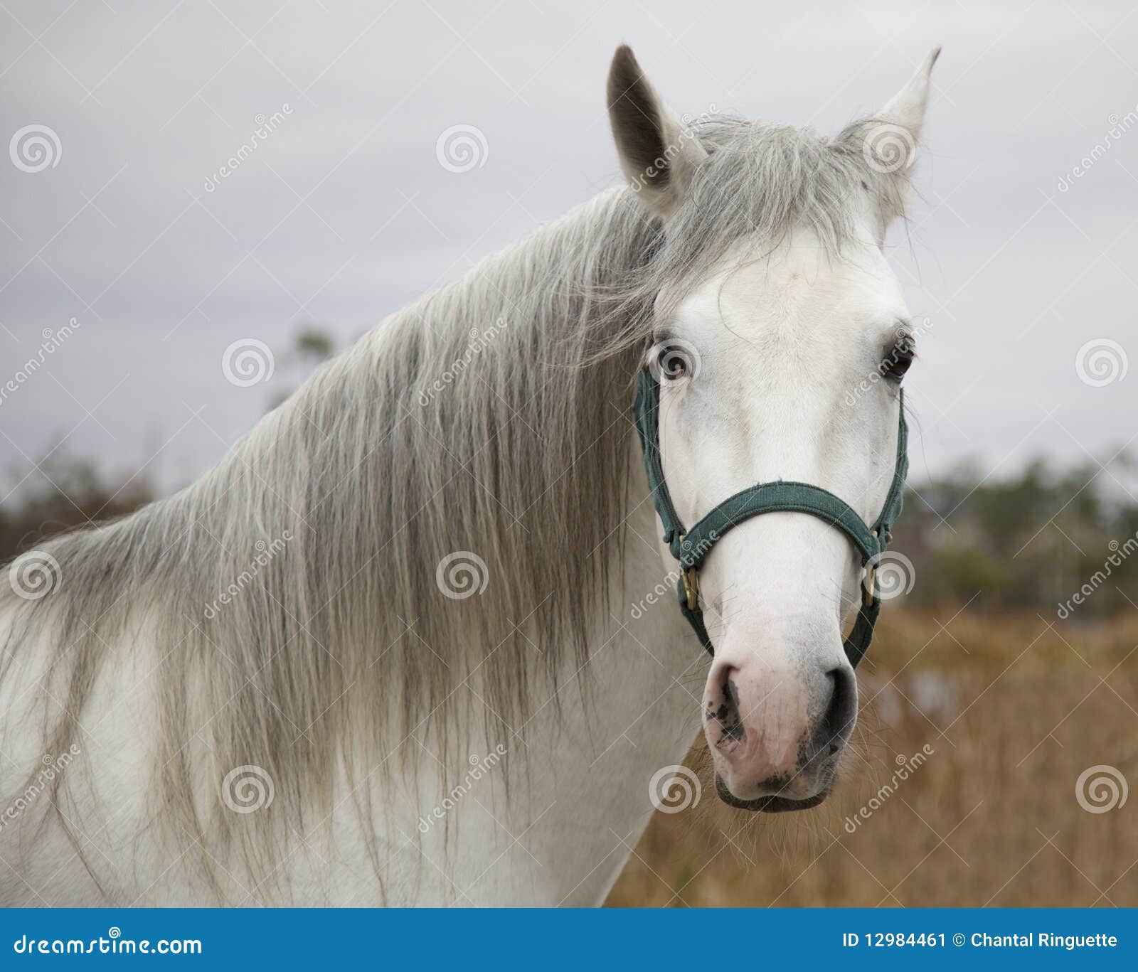 Cavallo spagnolo di razza immagine stock. Immagine di spagnolo - 12984461