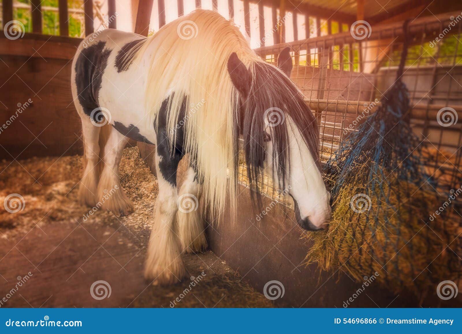 Cavallo in una stalla fotografia stock. Immagine di cavallo - 54696866