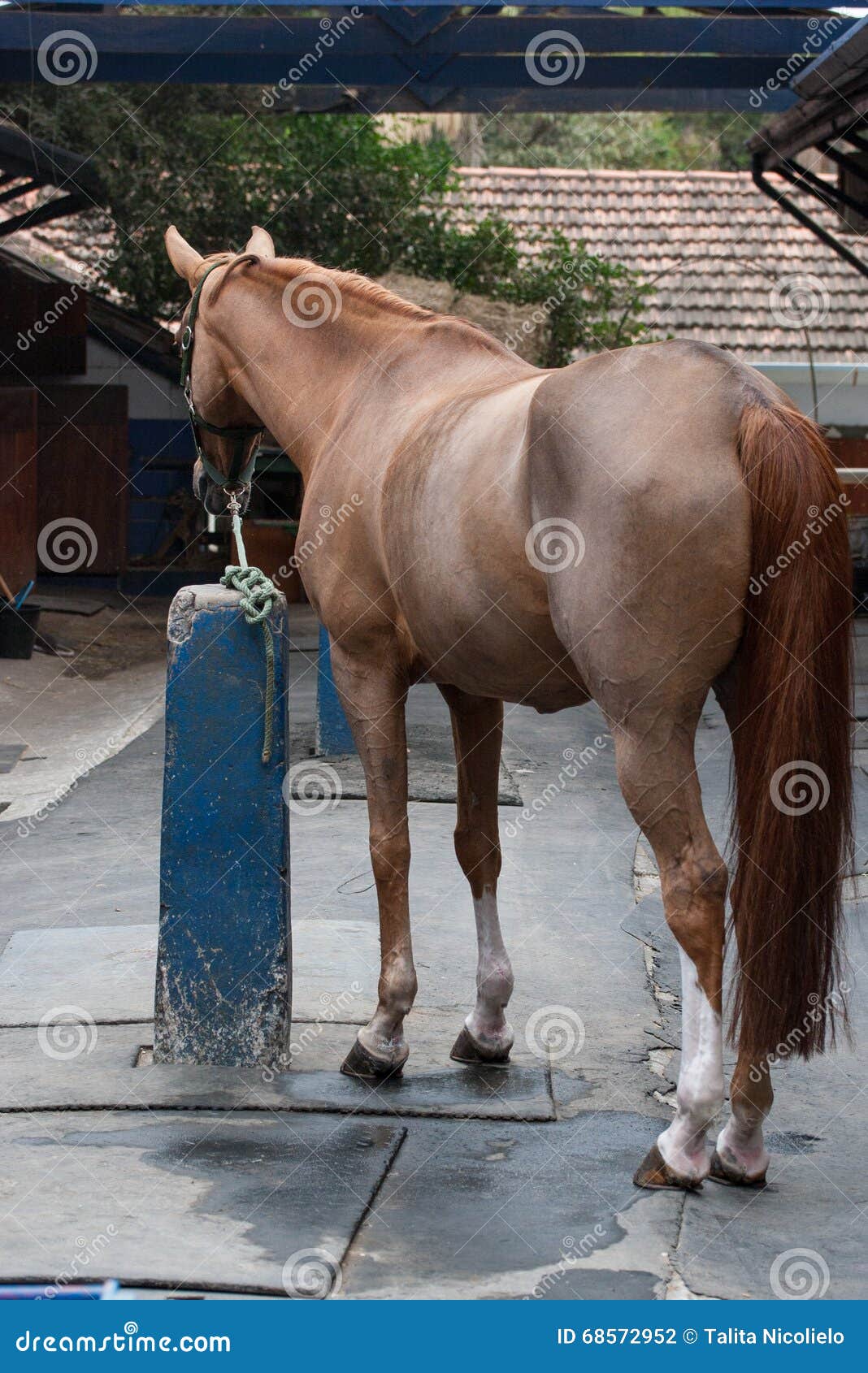 Cavalo Amarrado Ao Cargo Azul Foto de Stock - Imagem de trajeto ...