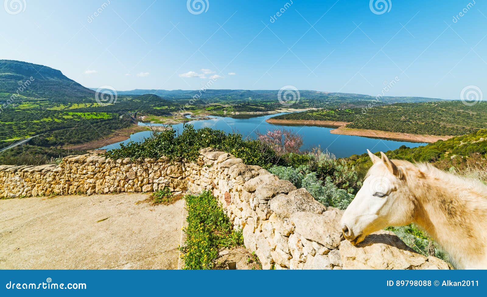 Cavalo Branco Pelo Lago Temo Foto de Stock - Imagem de colorido, prado ...
