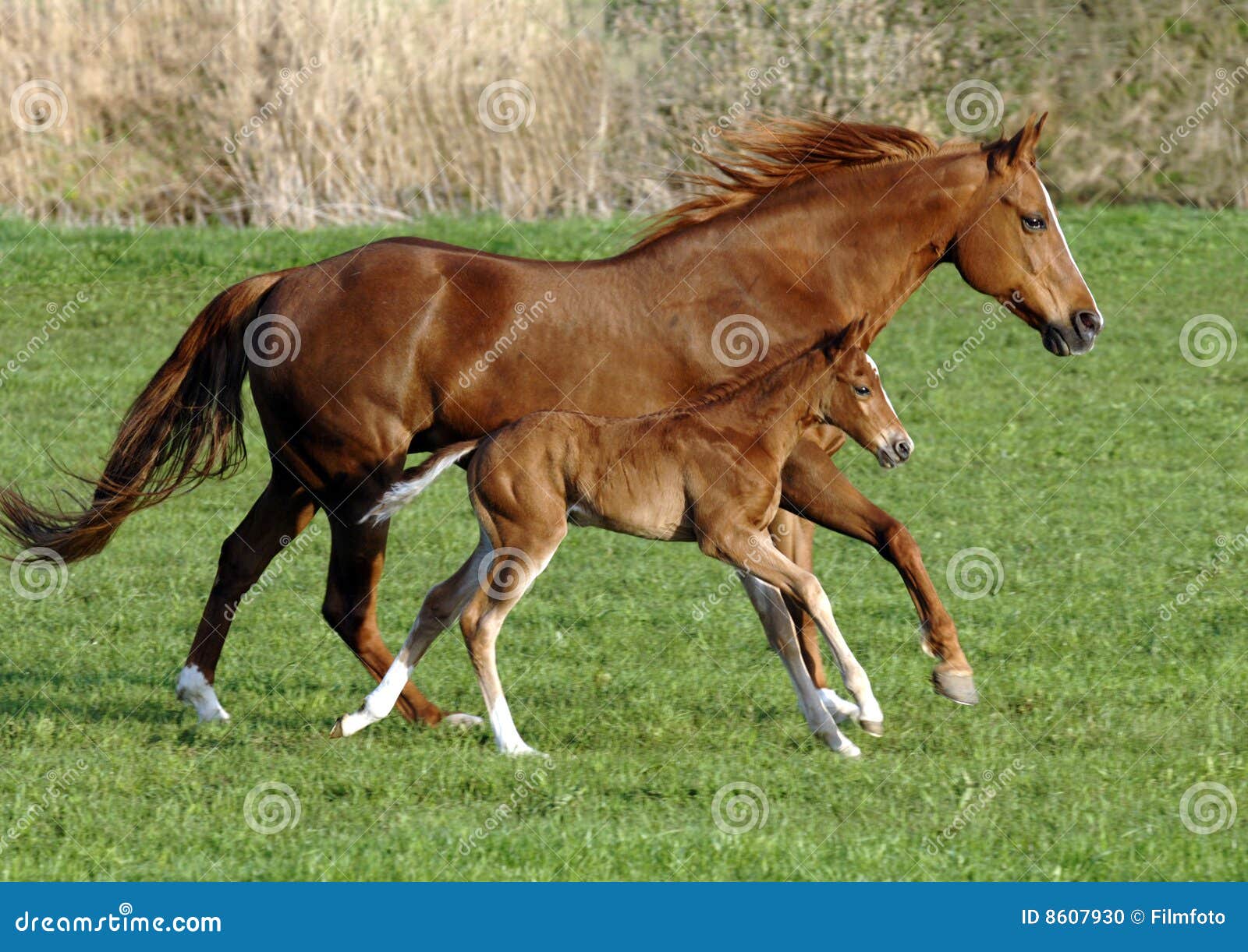 Cavalo com potro foto de stock. Imagem de corpo, brood - 8607930