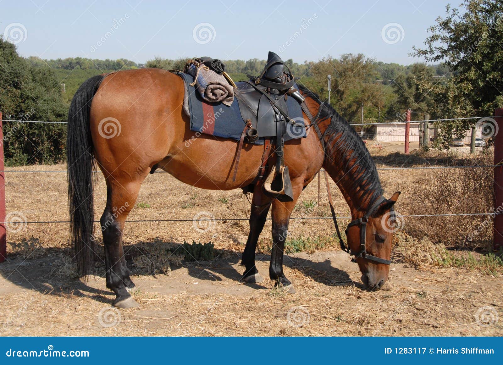 Cavalo de cavalaria imagem de stock. Imagem de cavalaria - 1283117
