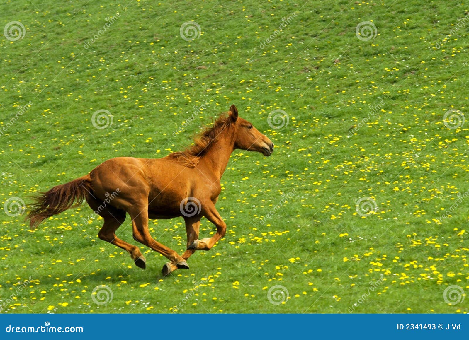 Cavalo de galope imagem de stock. Imagem de terra, equino - 2341493