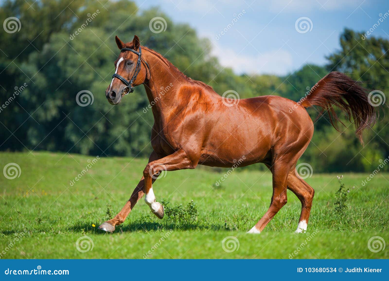 Cavalo De Galope Em Um Pasto Foto de Stock - Imagem de animal ...