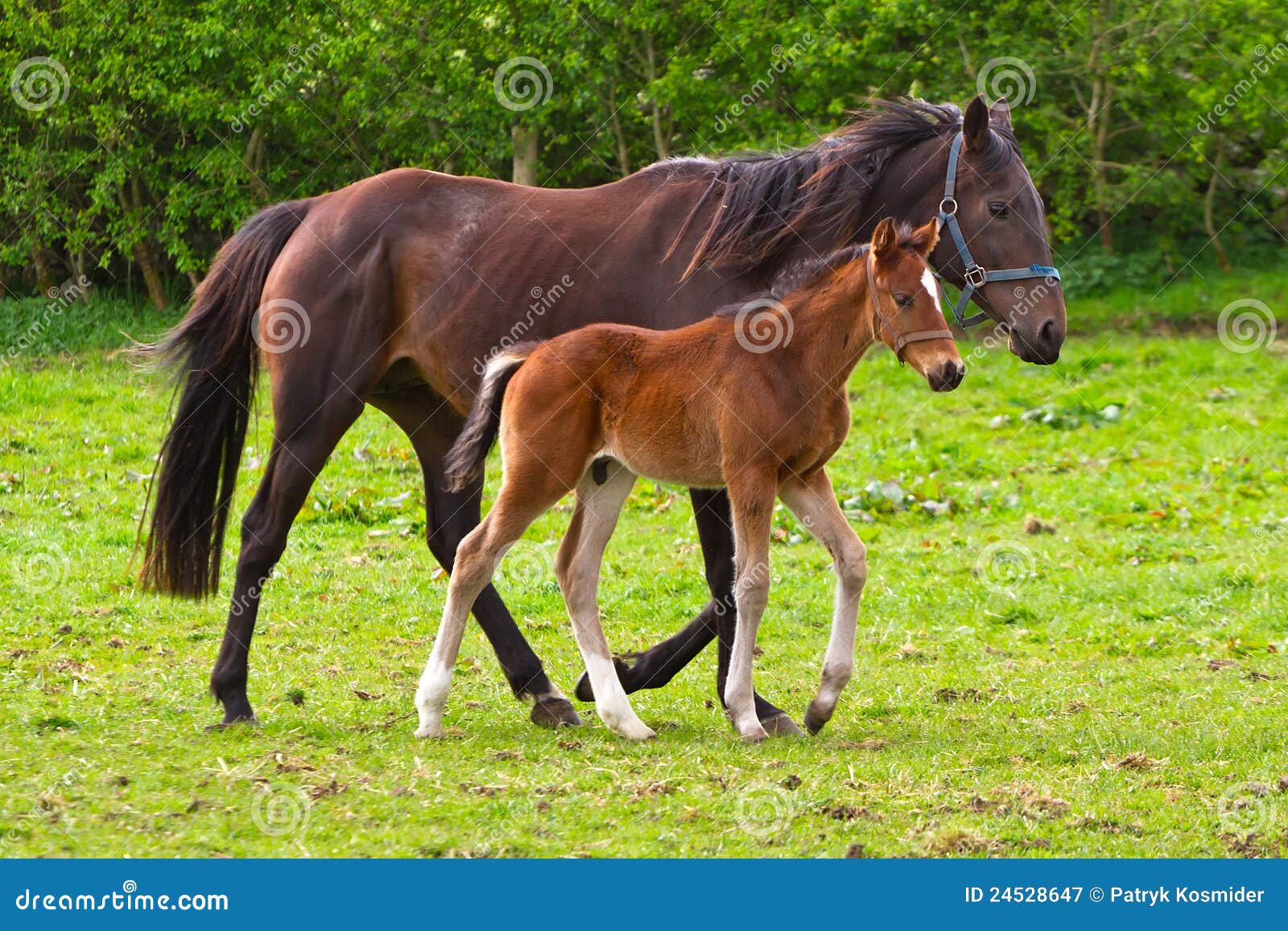 Cavalo e o potro imagem de stock. Imagem de irlandês - 24528647