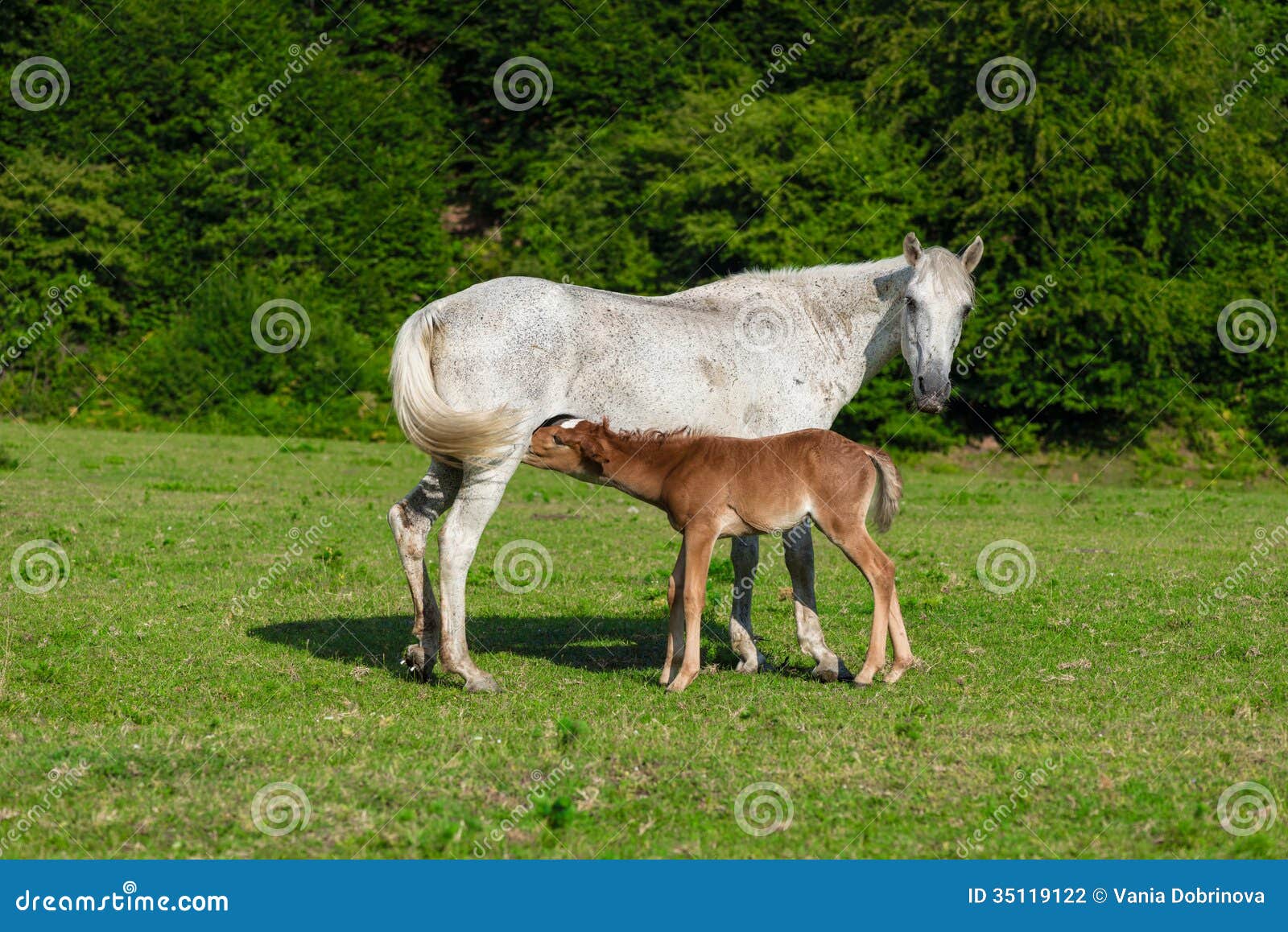 Cavalo e potro foto de stock. Imagem de corpo, fotografia - 35119122