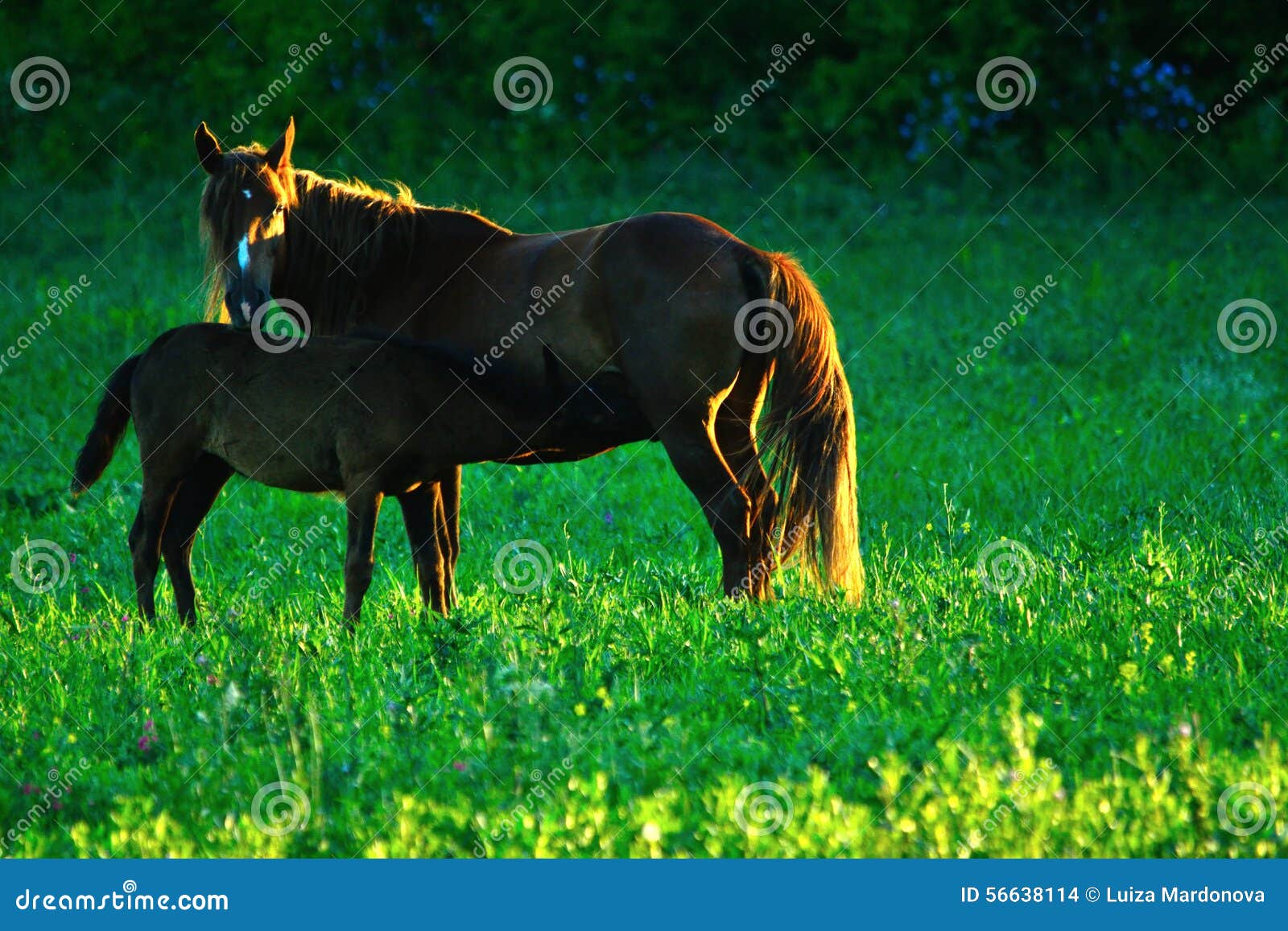 Cavalo e potro foto de stock. Imagem de grama, matriz - 56638114