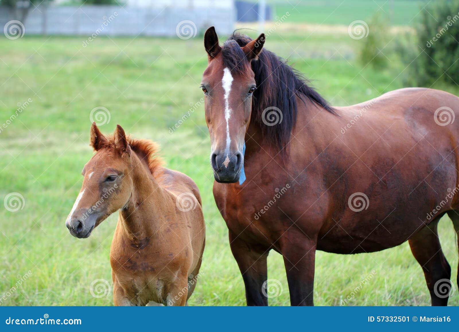 Cavalo e potro imagem de stock. Imagem de cavalo, campo - 57332501