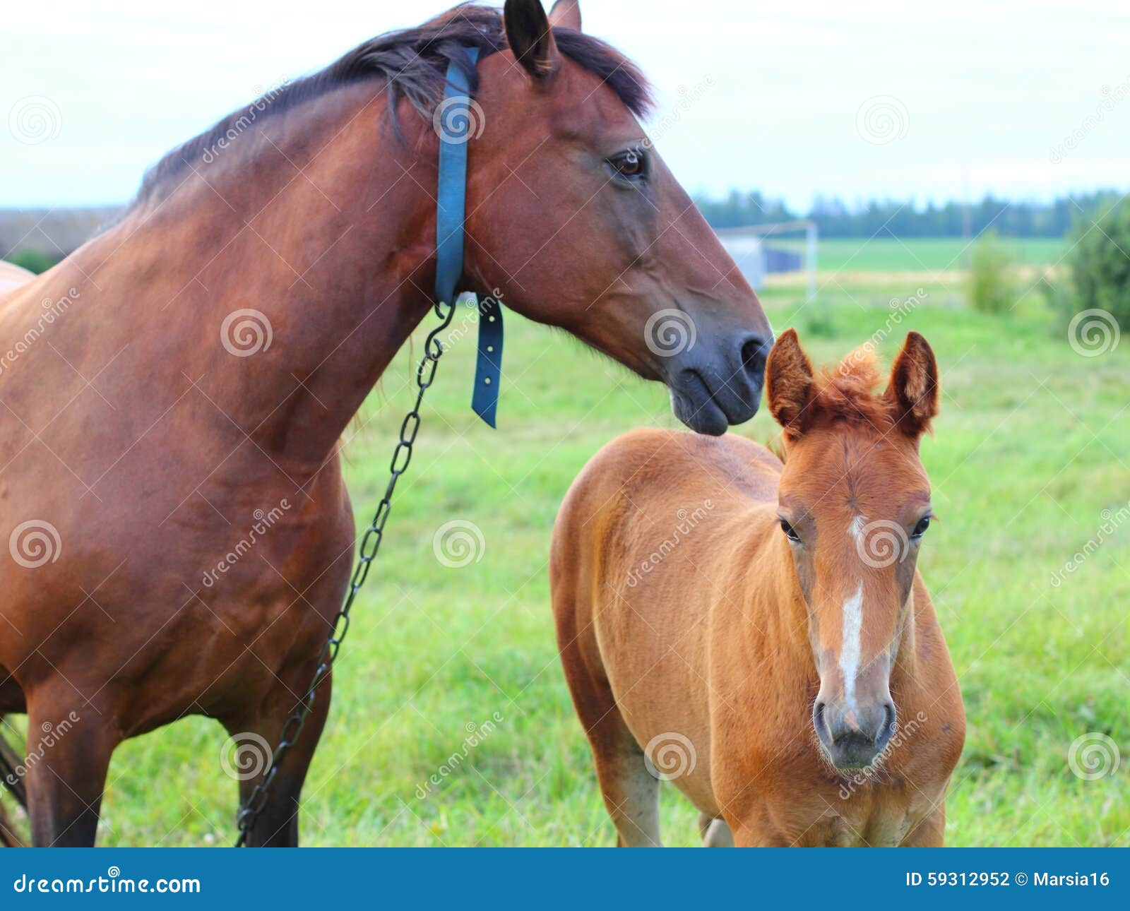 Cavalo e potro foto de stock. Imagem de castanha, grama - 59312952
