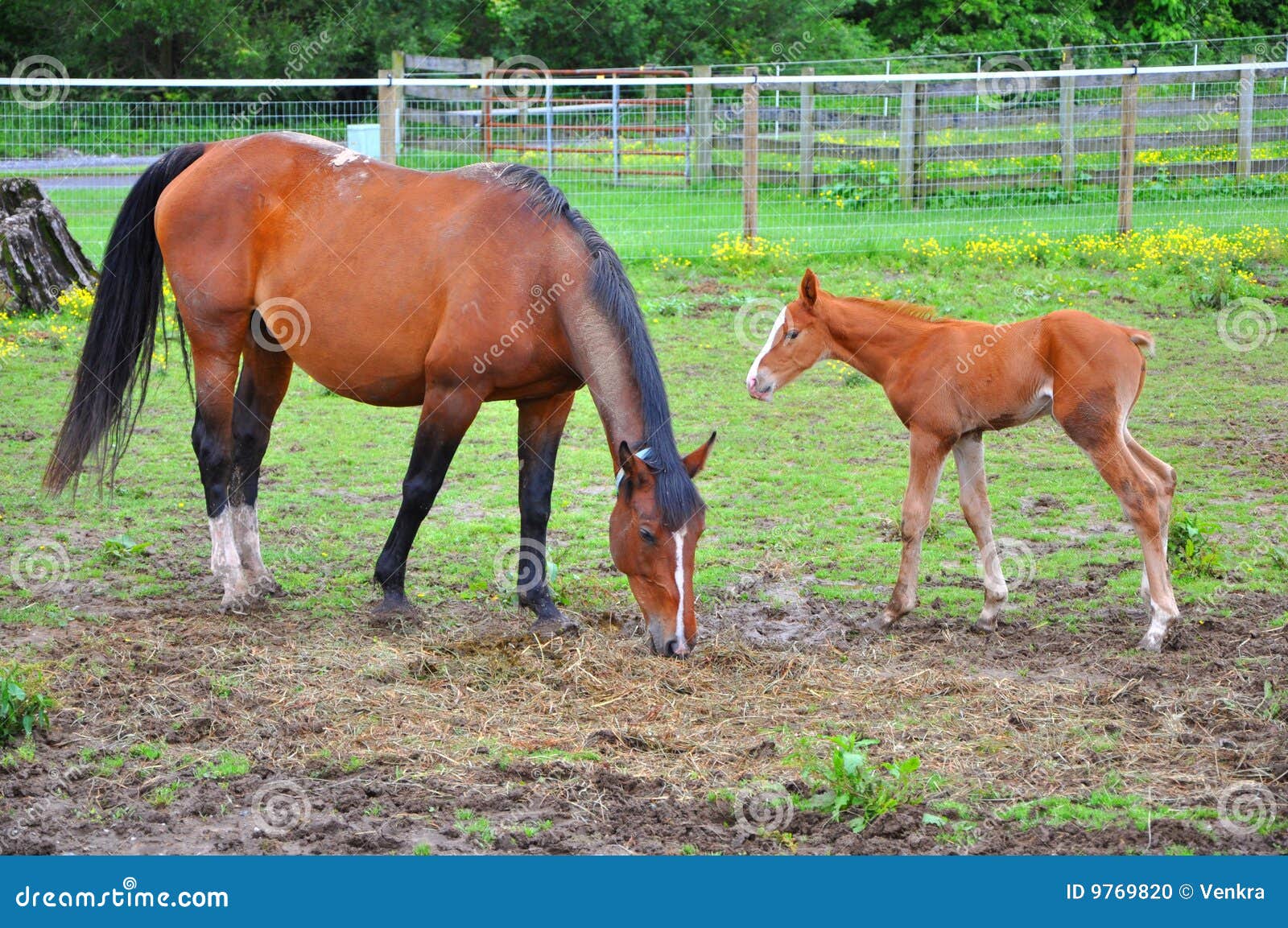 Cavalo e potro foto de stock. Imagem de alimento, estar - 9769820