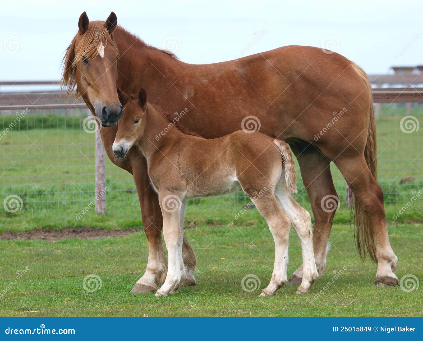 Cavalo e potro do Suffolk imagem de stock. Imagem de sufole - 25015849