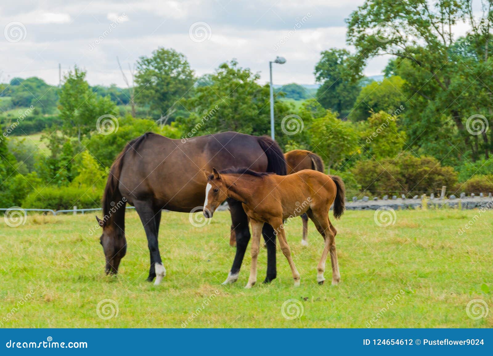 Cavalo e potro no pasto foto de stock. Imagem de nave - 124654612