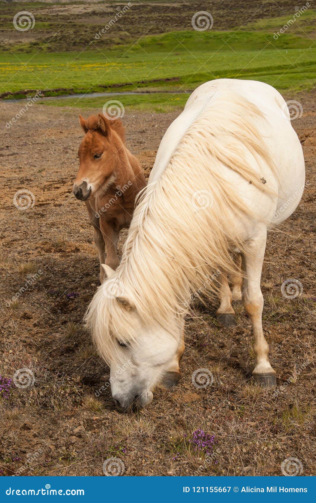 Cavalo e seu potro pequeno imagem de stock. Imagem de macho - 121155667