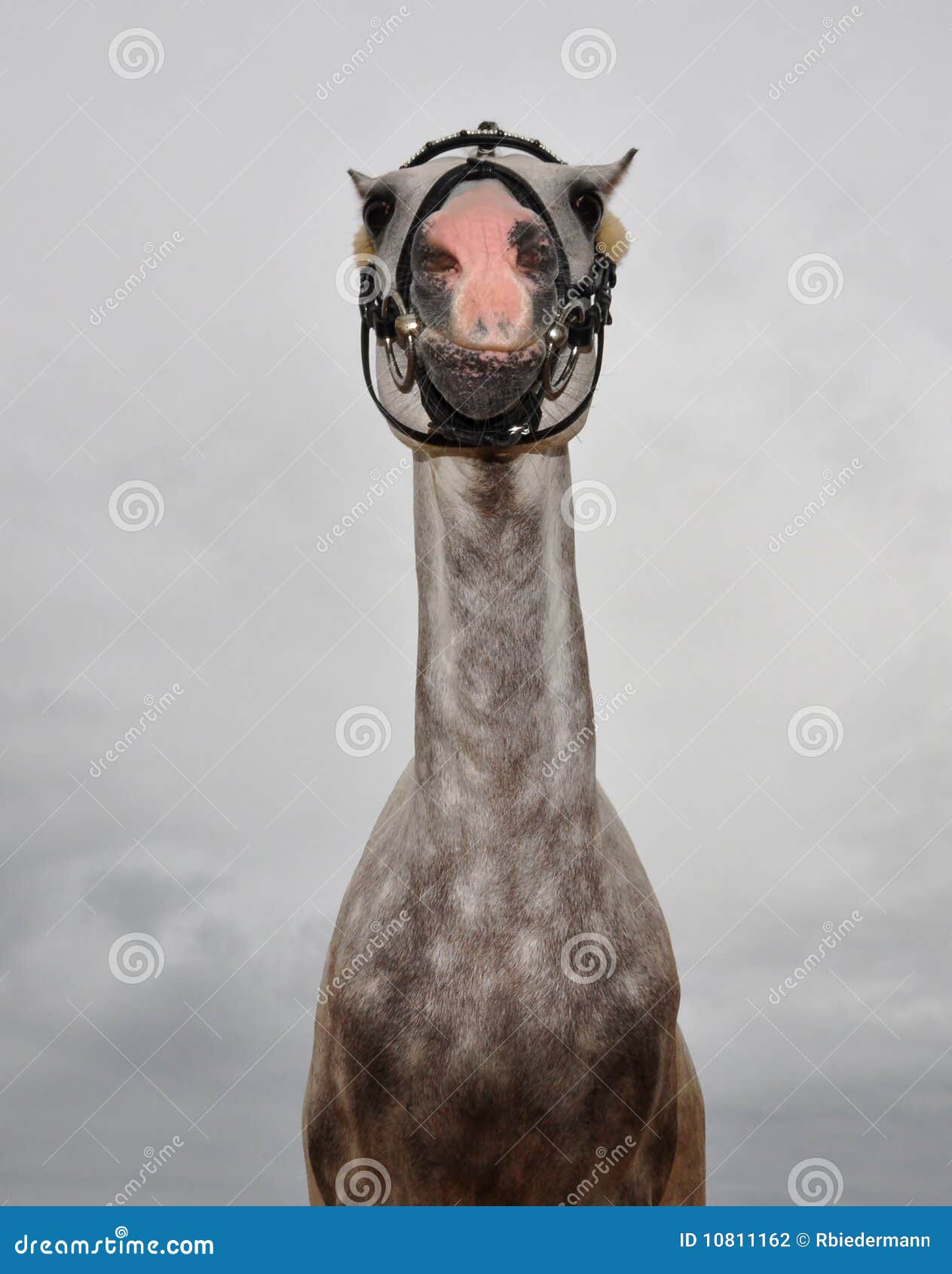 Cavalo louco foto de stock. Imagem de fazenda, madeira - 10811162