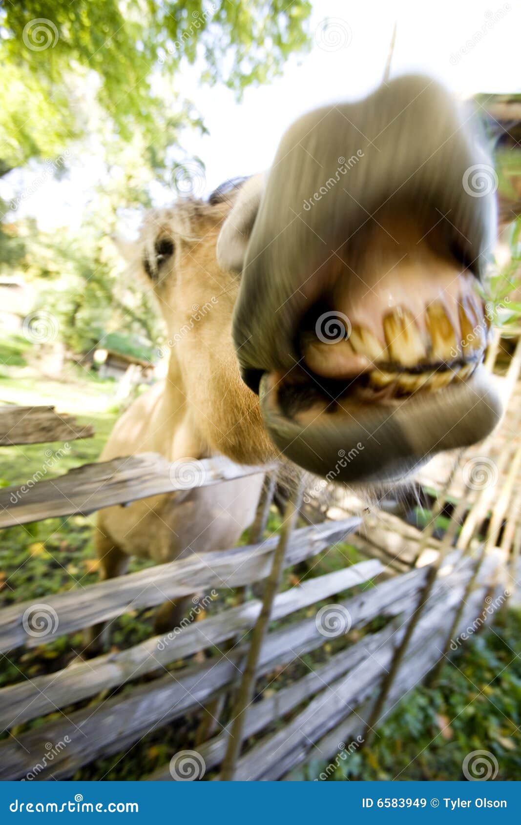 Cavalo louco imagem de stock. Imagem de boca, sorriso - 6583949