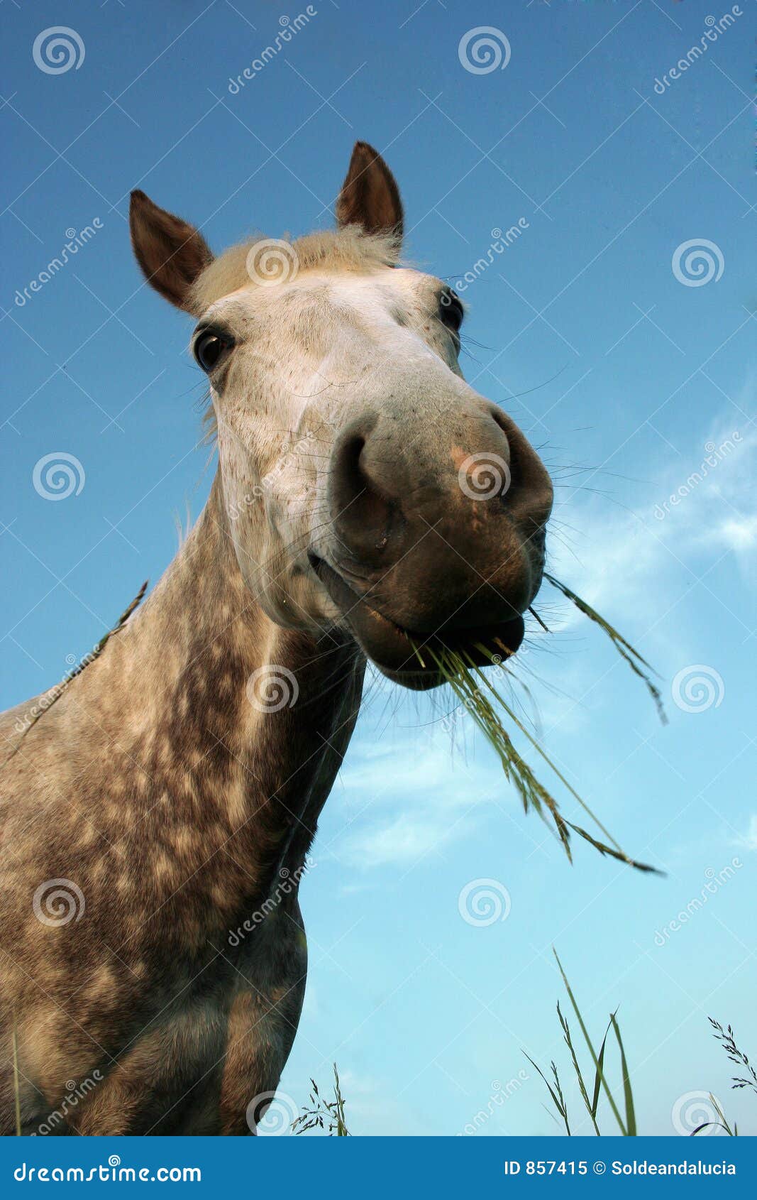 Cavalo louco imagem de stock. Imagem de animal, cavalo - 857415