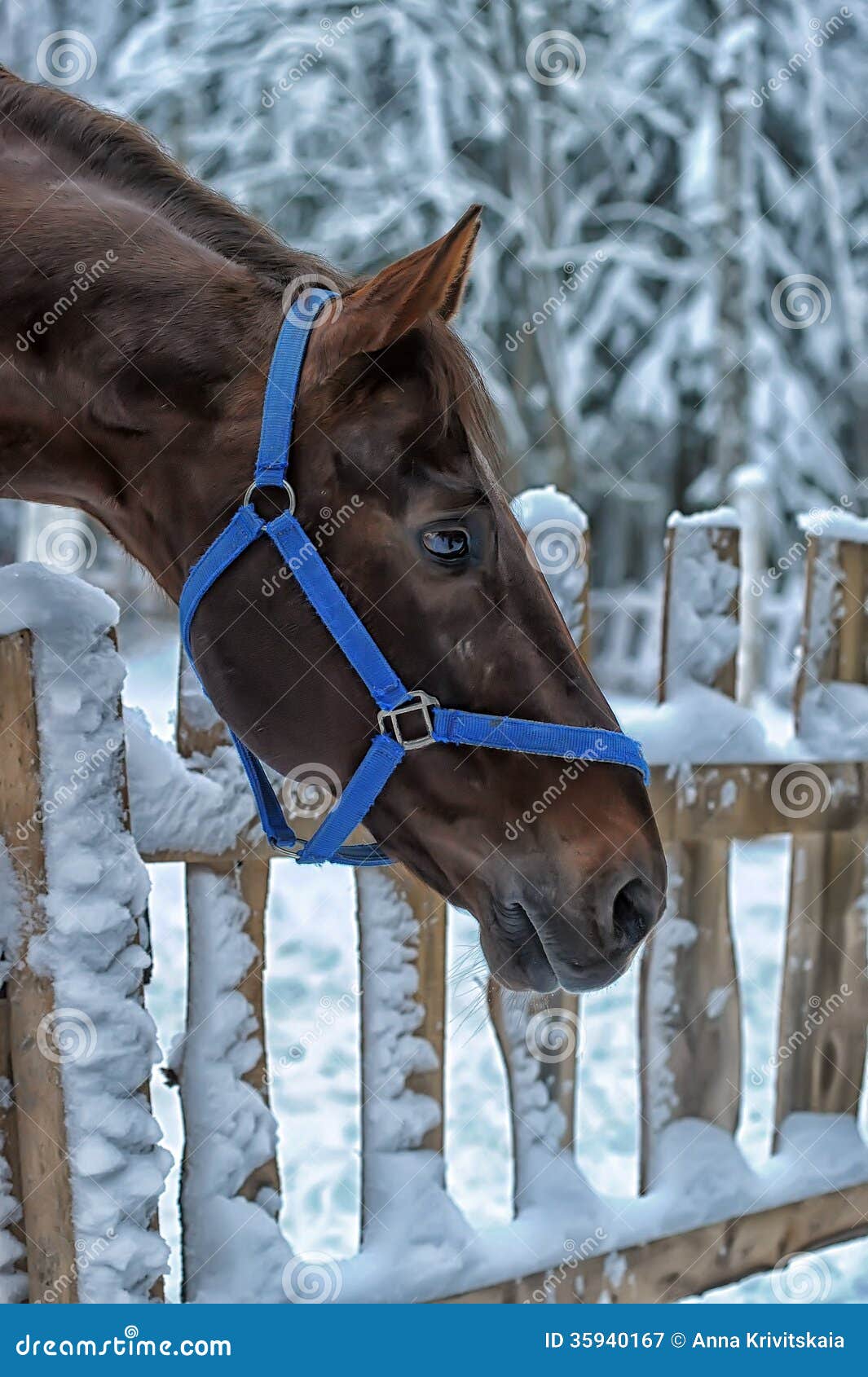 Cavalo no inverno imagem de stock. Imagem de rebanho - 35940167