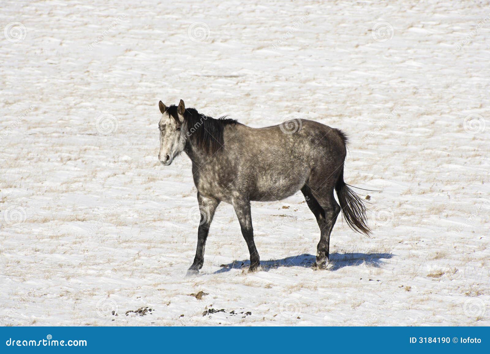 Cavalo no pasto nevado. foto de stock. Imagem de neve - 3184190