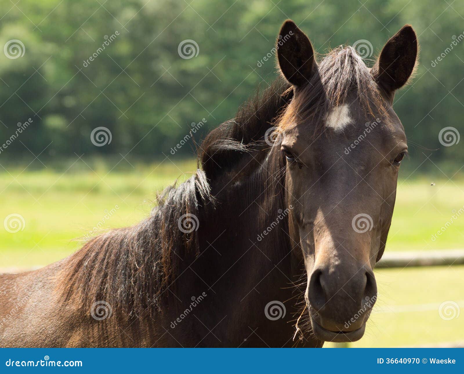 Cavalos alemães foto de stock. Imagem de potros, alemanha - 36640970