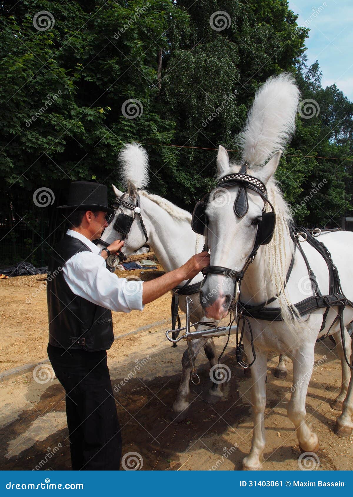 Cavalos De Chicote De Fios Do Homem Imagem de Stock - Imagem de animais ...