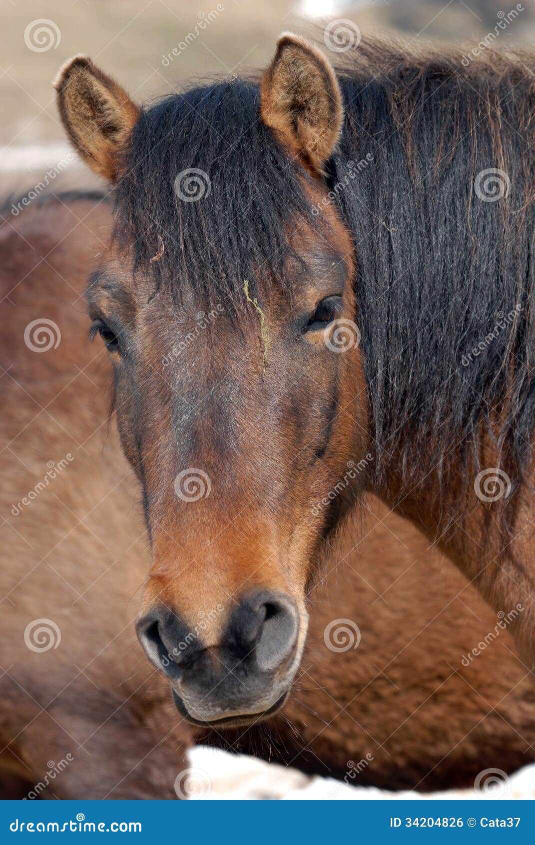 Cavalos de Hutuli foto de stock. Imagem de paste, feliz - 34204826